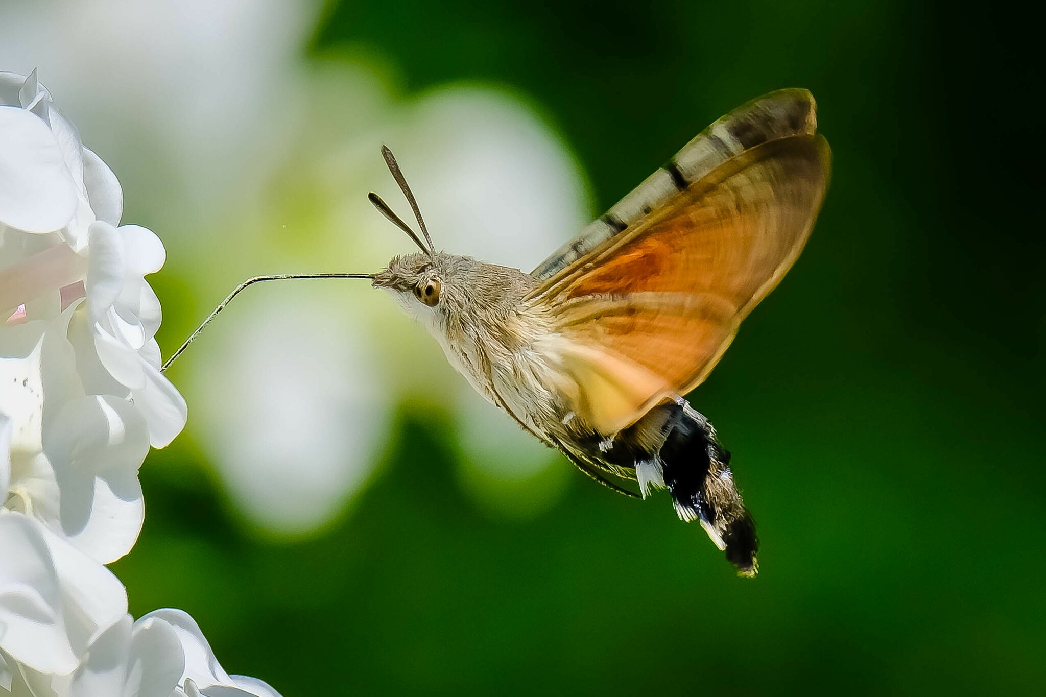 Hinein mit dem Rüssel