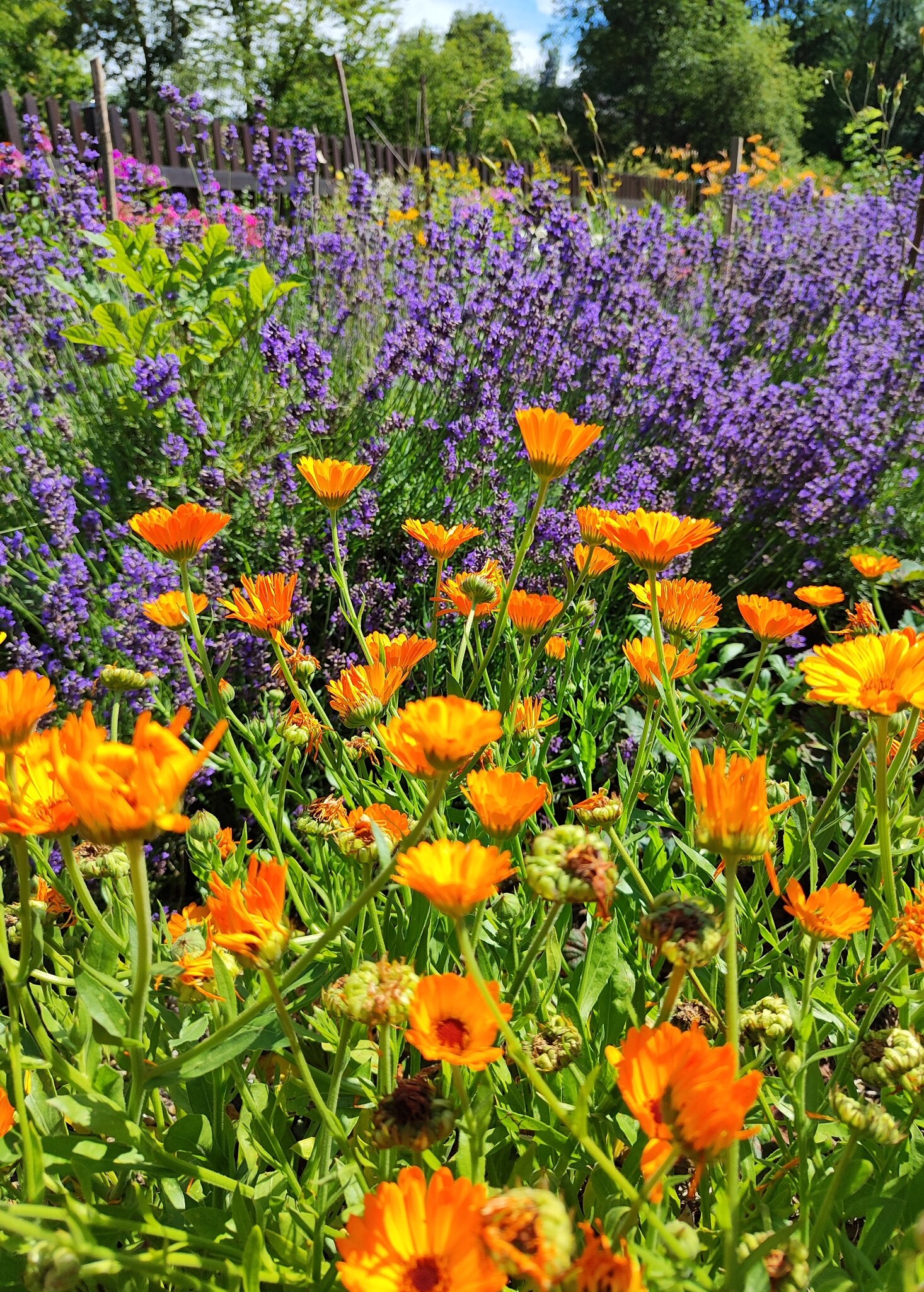 Ringelblumen und Lavendel - eine Freude für uns und die Insekten und Schmetterlinge...
