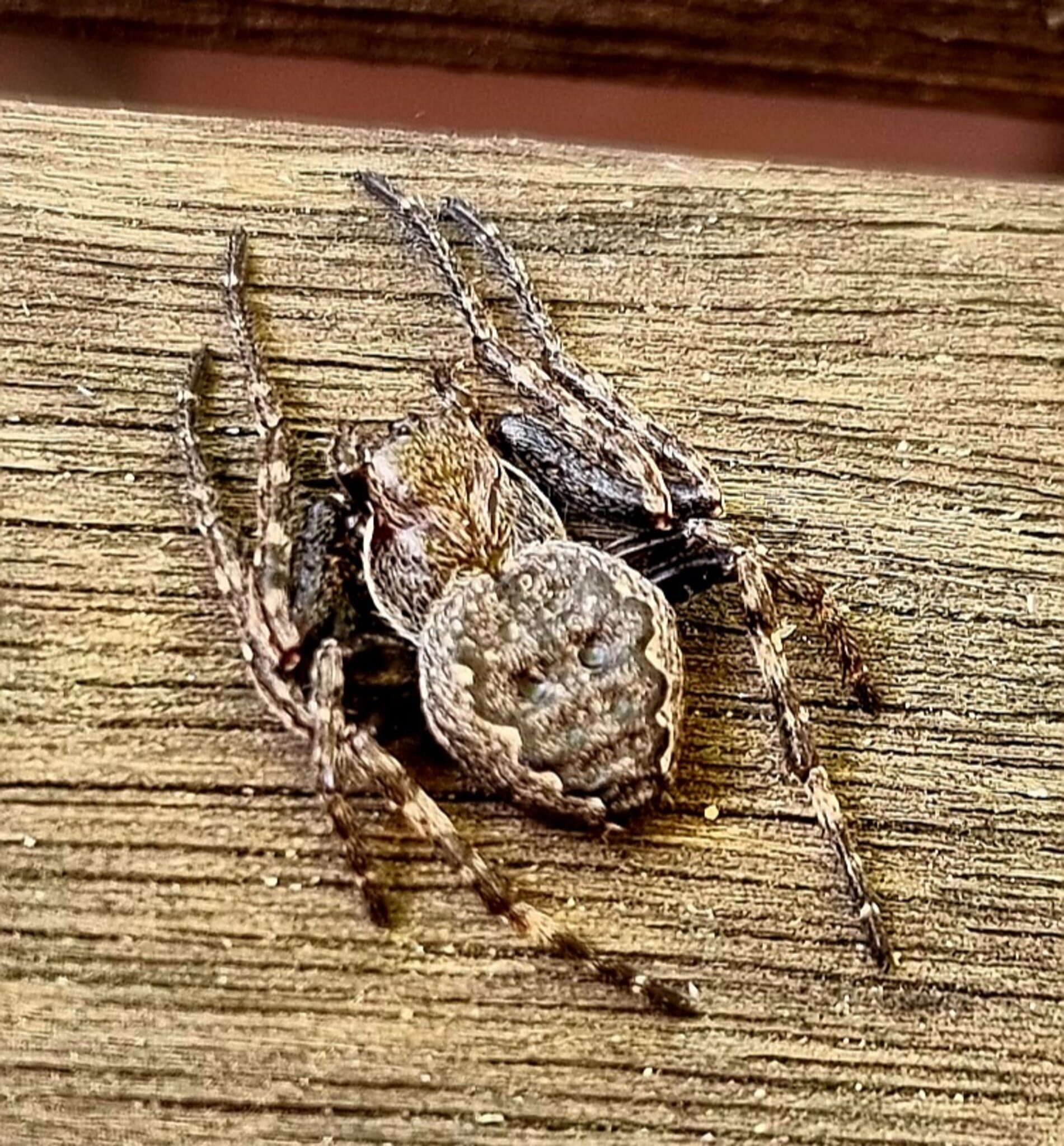 Haben Sie schon mal eine schlafende Spinne gesehen?