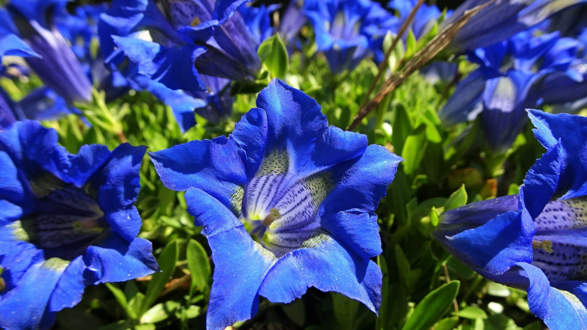 Das Symbol der Treue, der tiefblaue Enzian ...