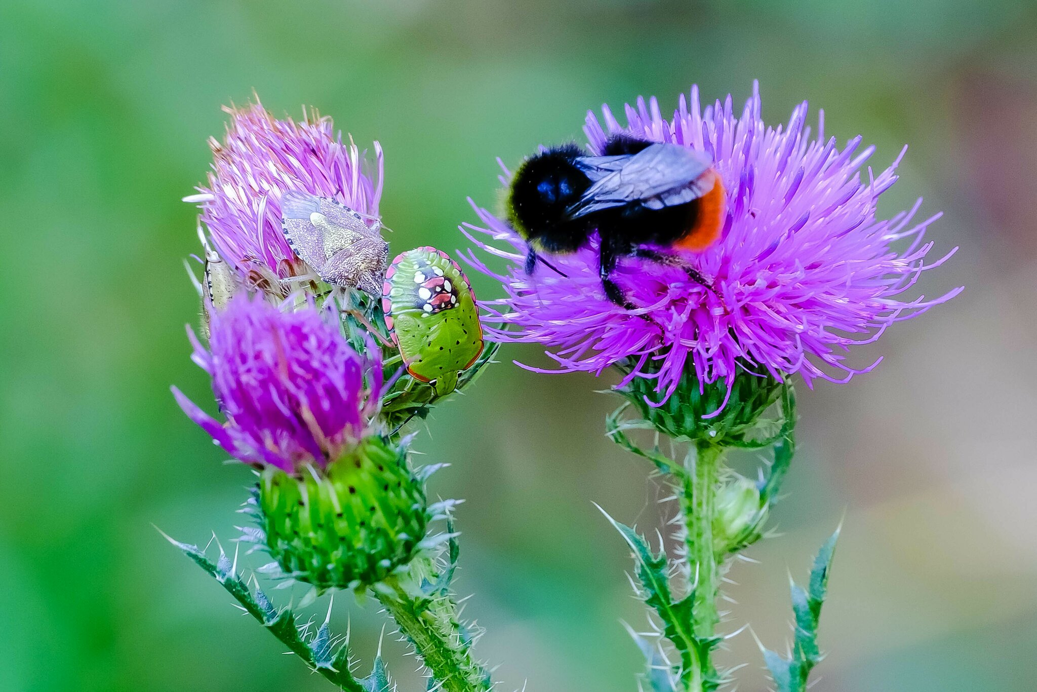 Multikulti einfach erklärt