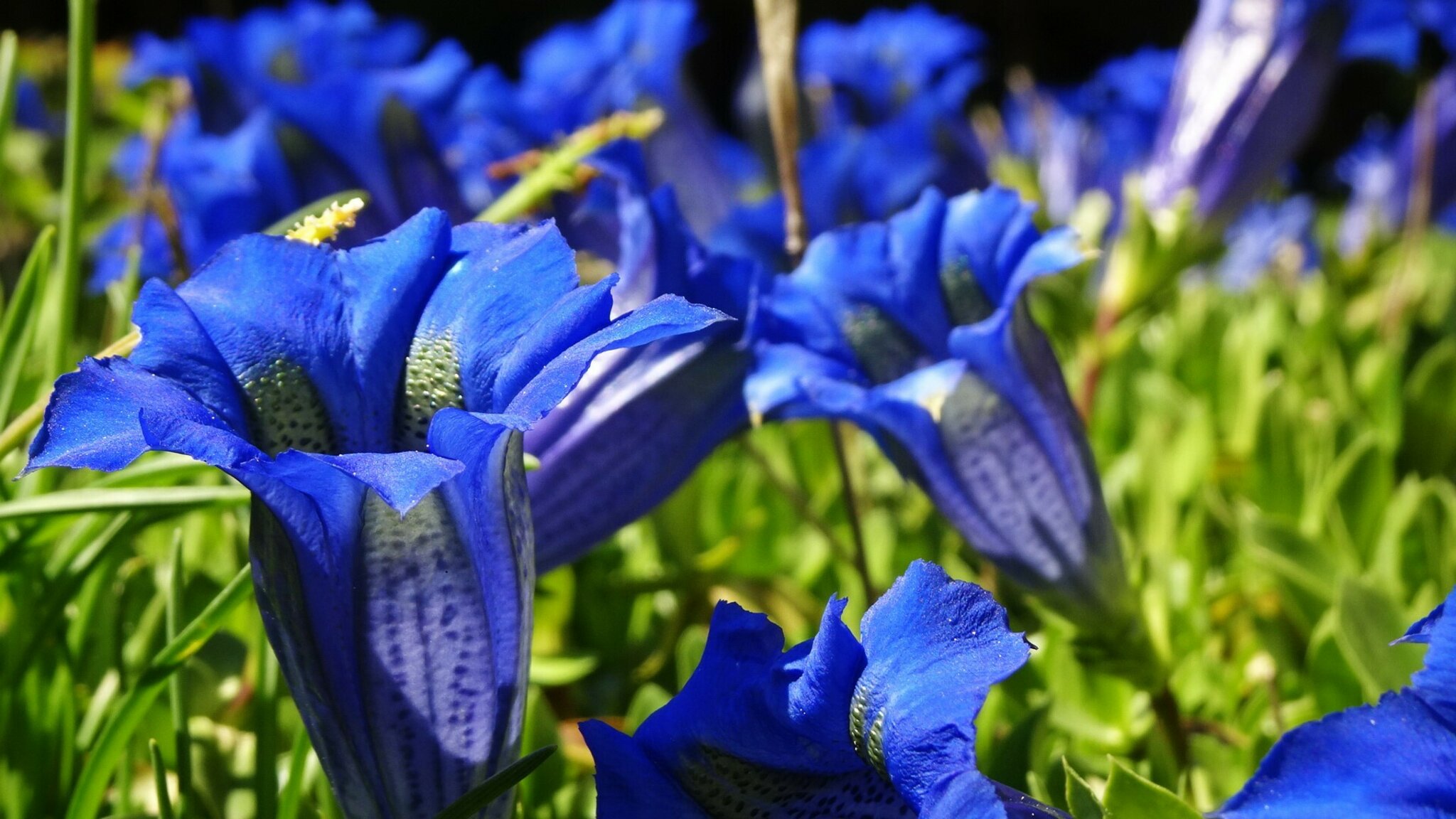 Das Symbol der Treue, der tiefblaue Enzian ...