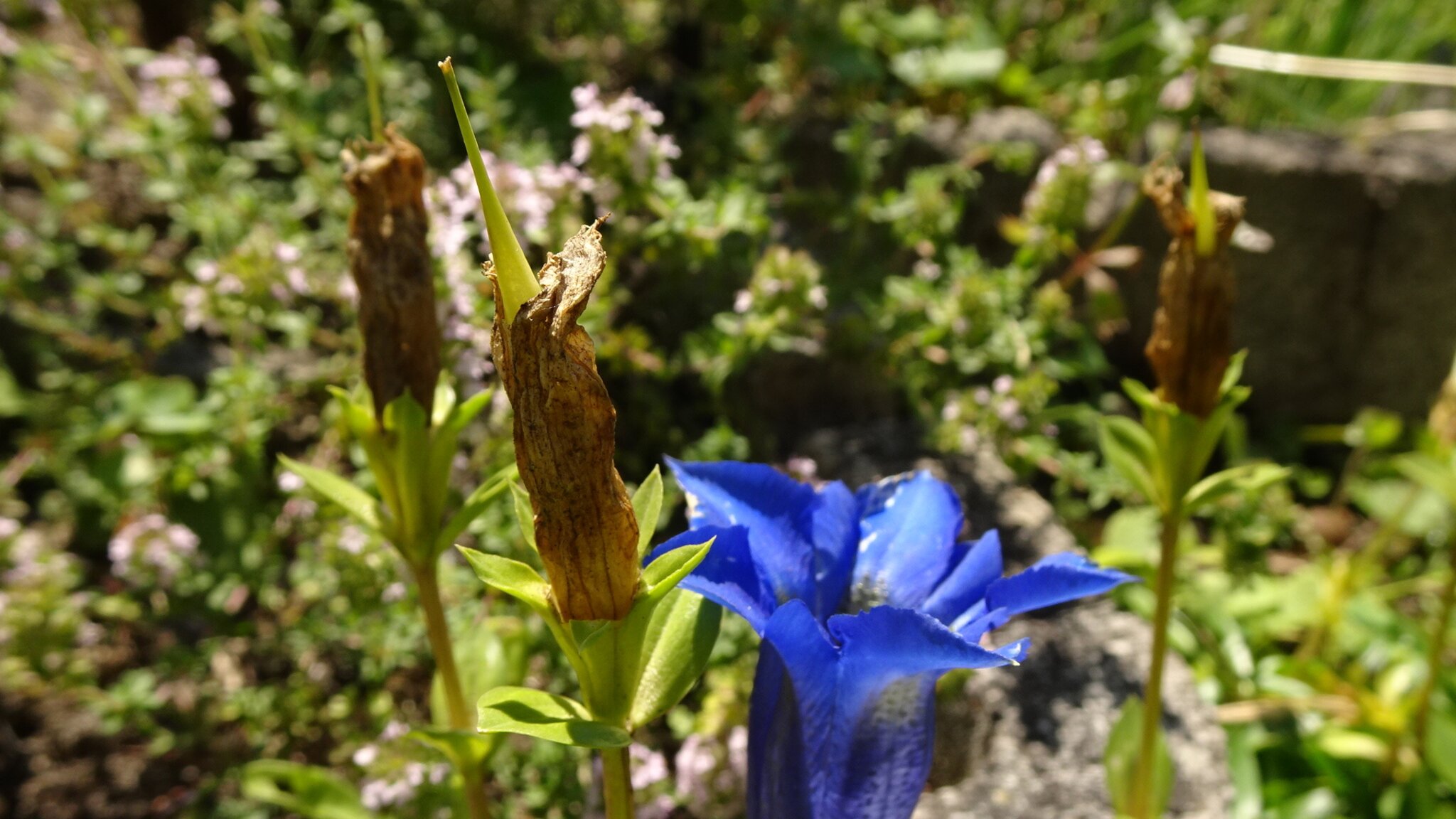 Das Symbol der Treue, der tiefblaue Enzian ...