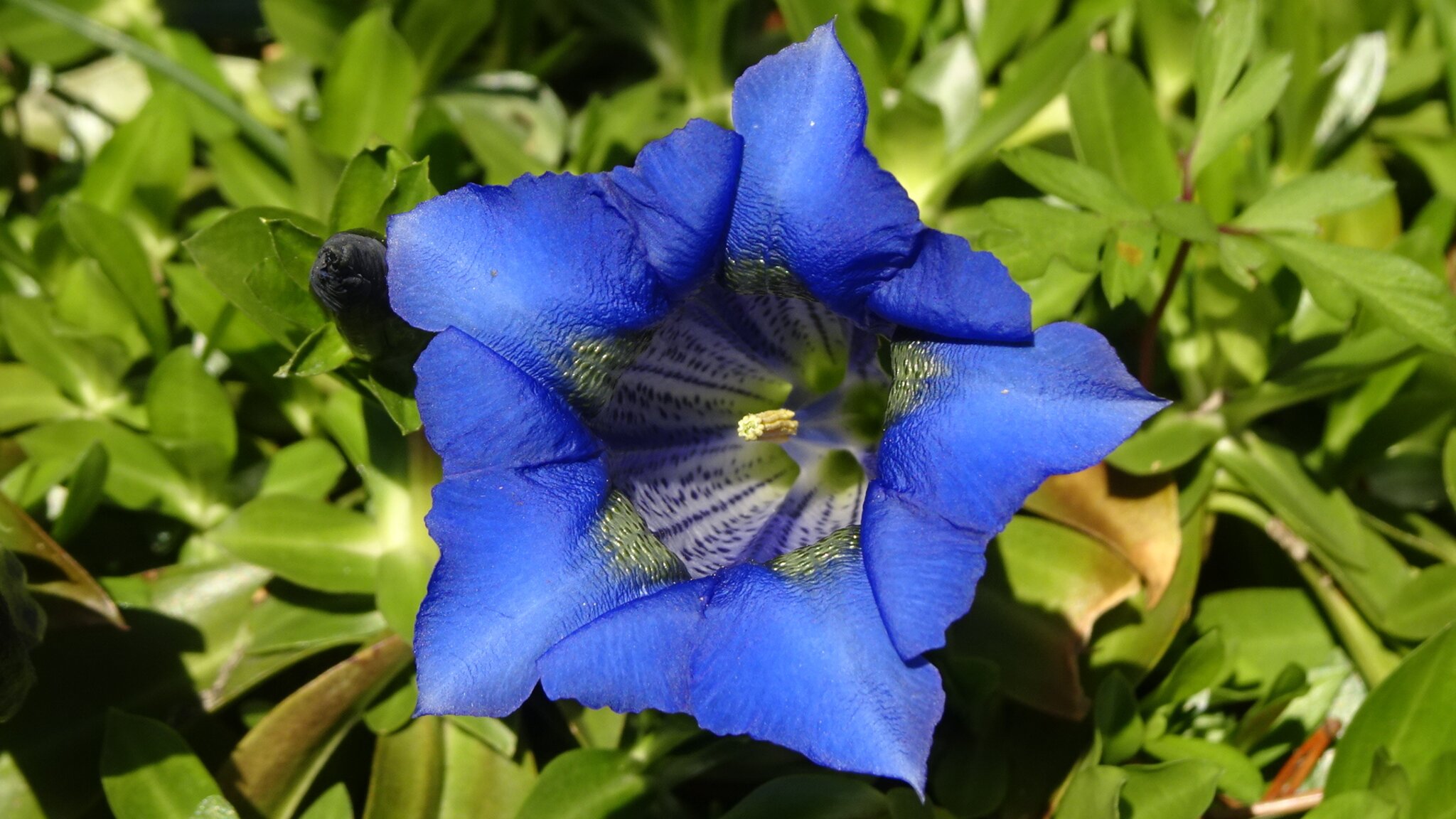 Das Symbol der Treue, der tiefblaue Enzian ...