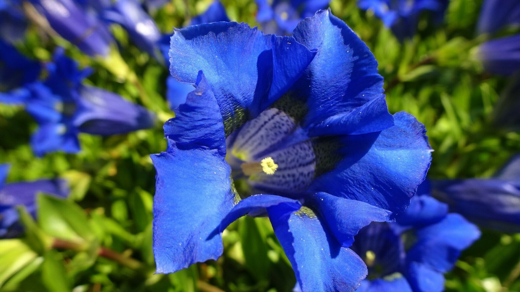 Das Symbol der Treue, der tiefblaue Enzian ...