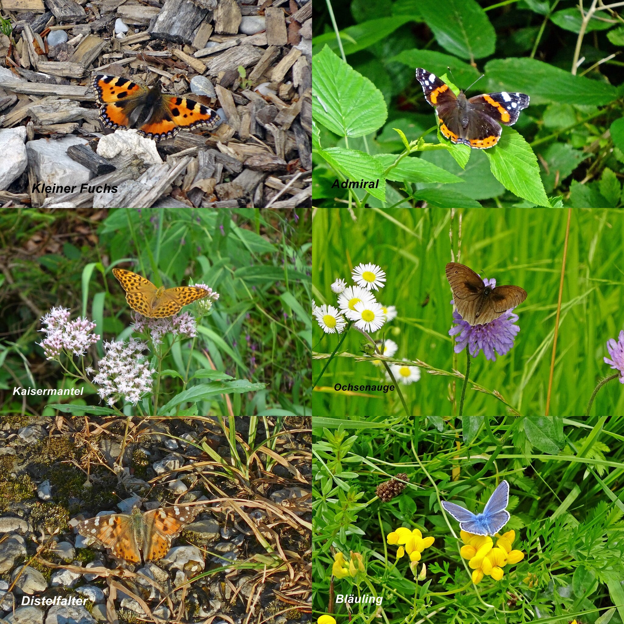 Schmetterlinge