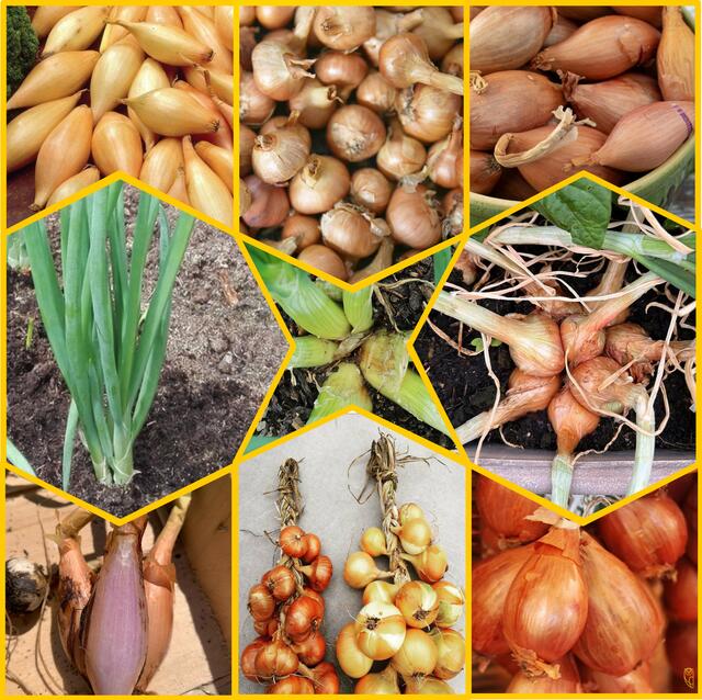 Die Schalotten- oder Edelzwiebel...