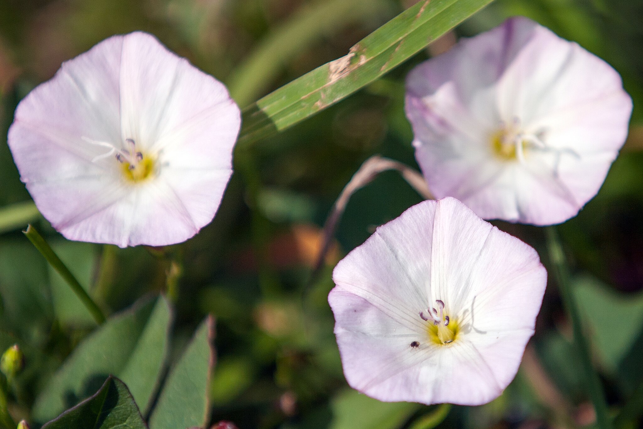 Ackerwinde # 7823