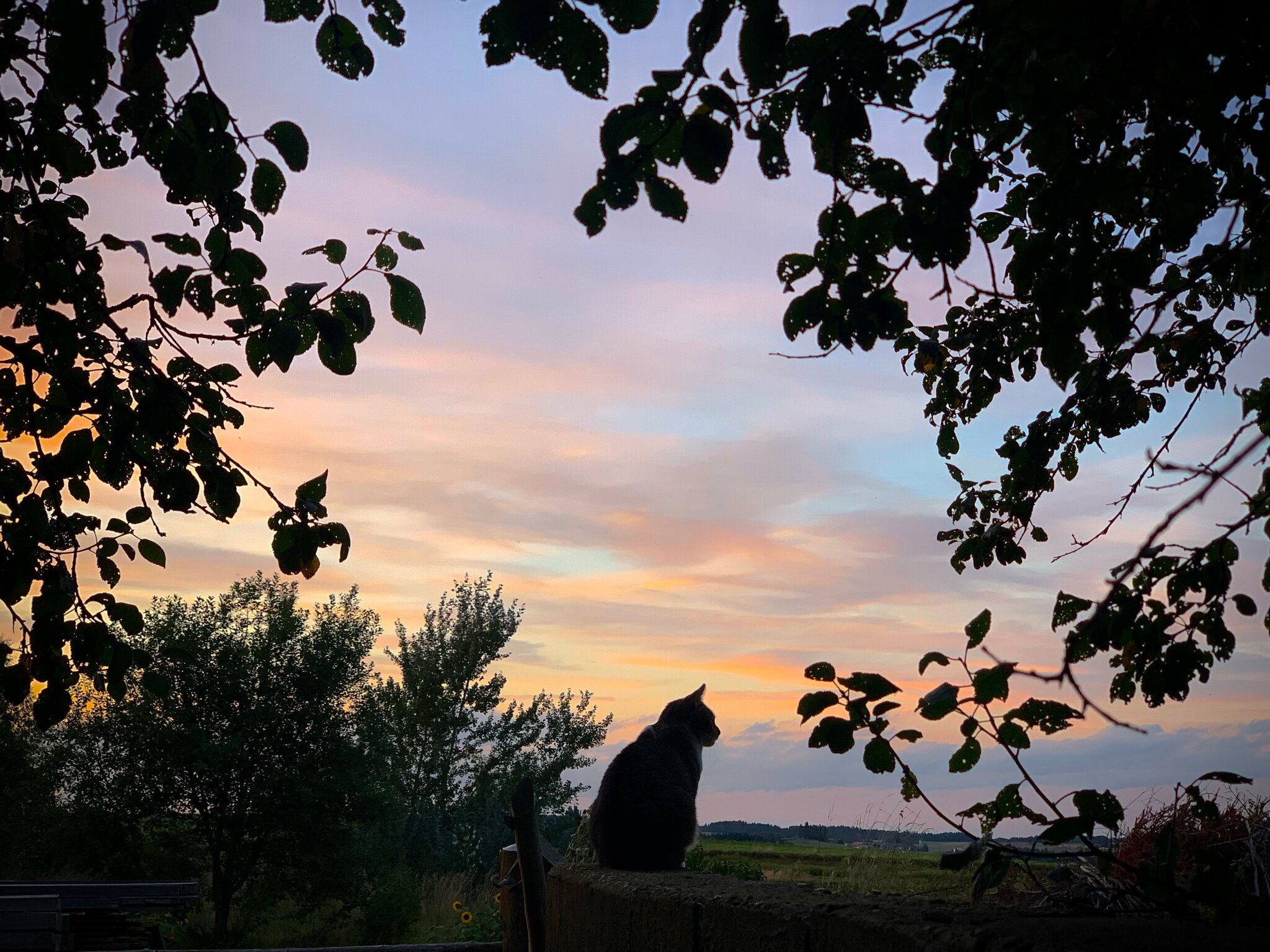 Auf der Mauer, auf der Lauer, sitzt der kleine Alfie…