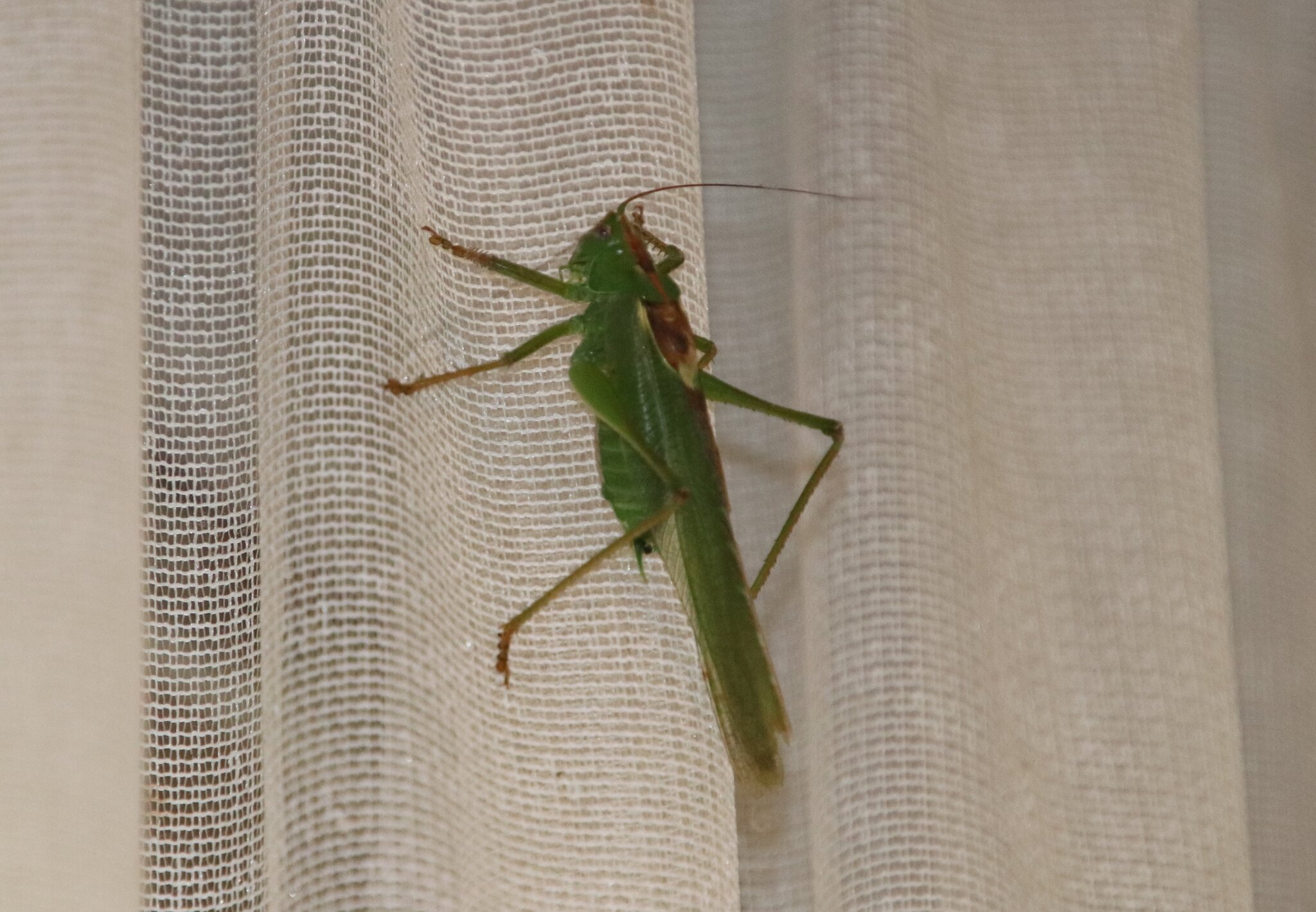 "Grünes Heupferd" (Hexacentrus japonicus)