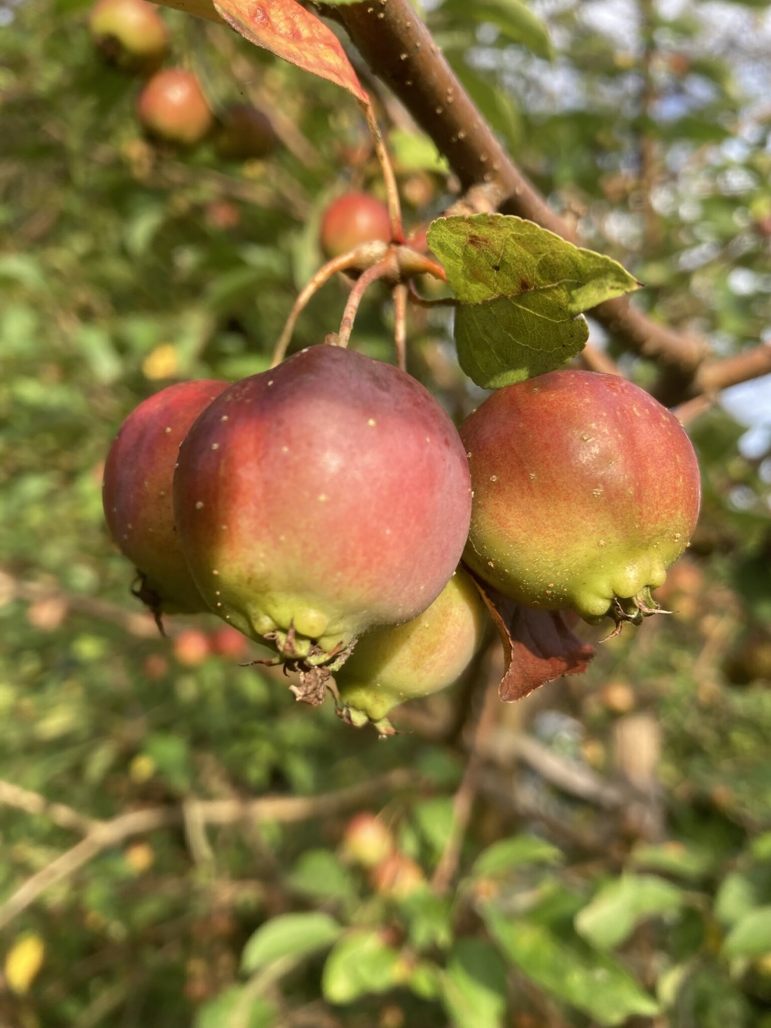 Eine Zierde im Garten!