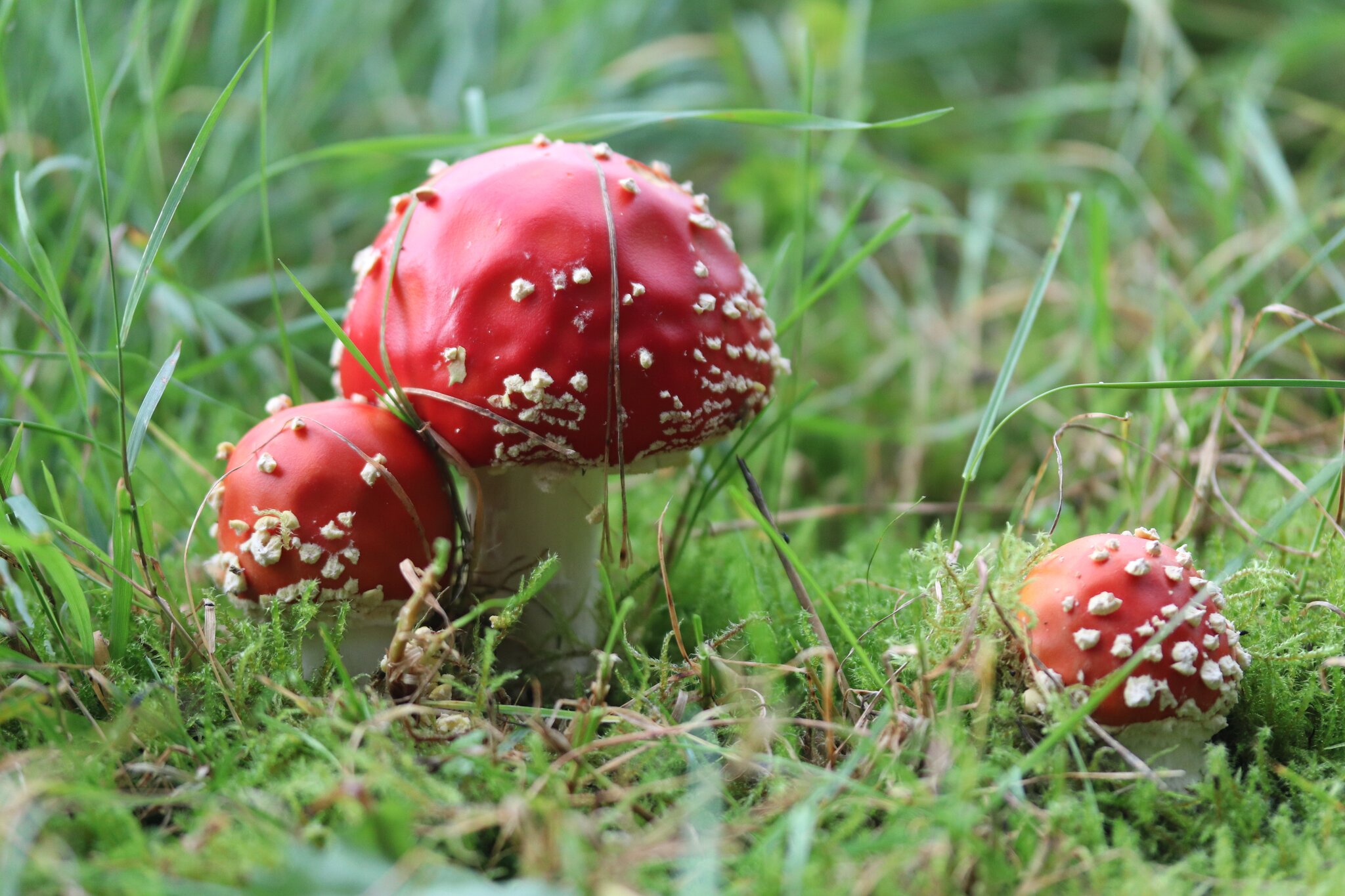 Giftige 🍄SCHÖNHEITEN des Waldes