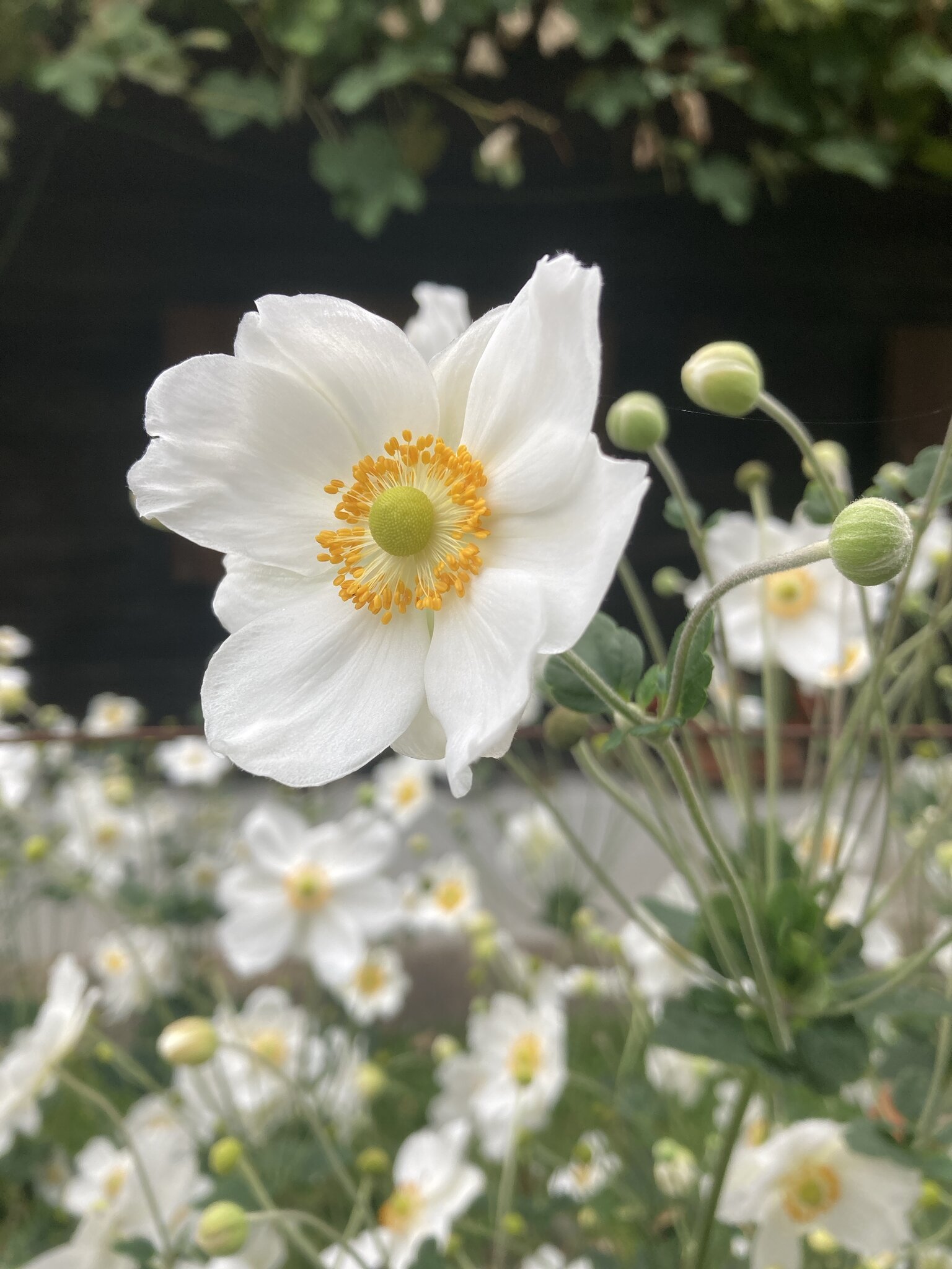 Herbst-Anemone!