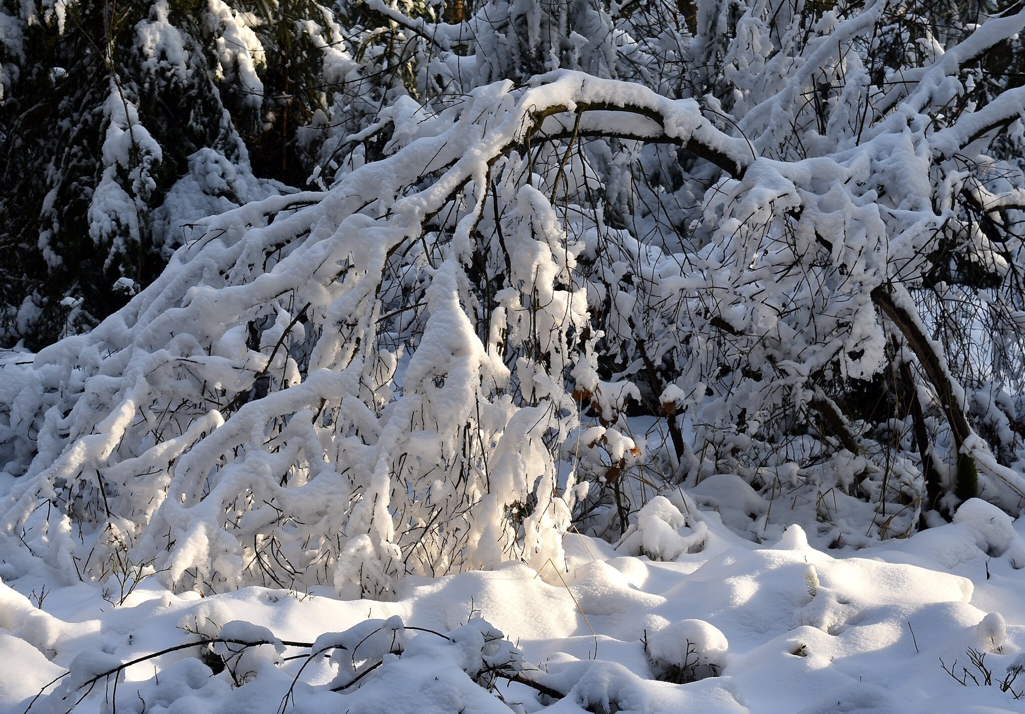 Ob er sich wieder erhebt....