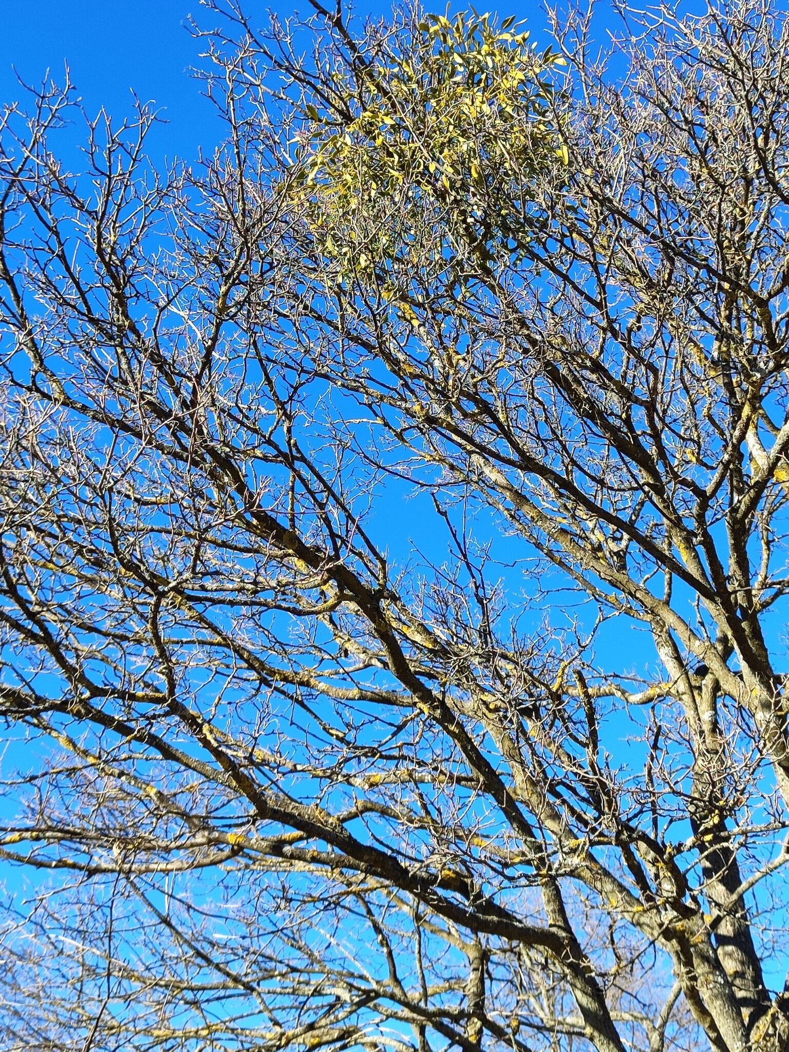 Schmarotzer mit Symbolik...