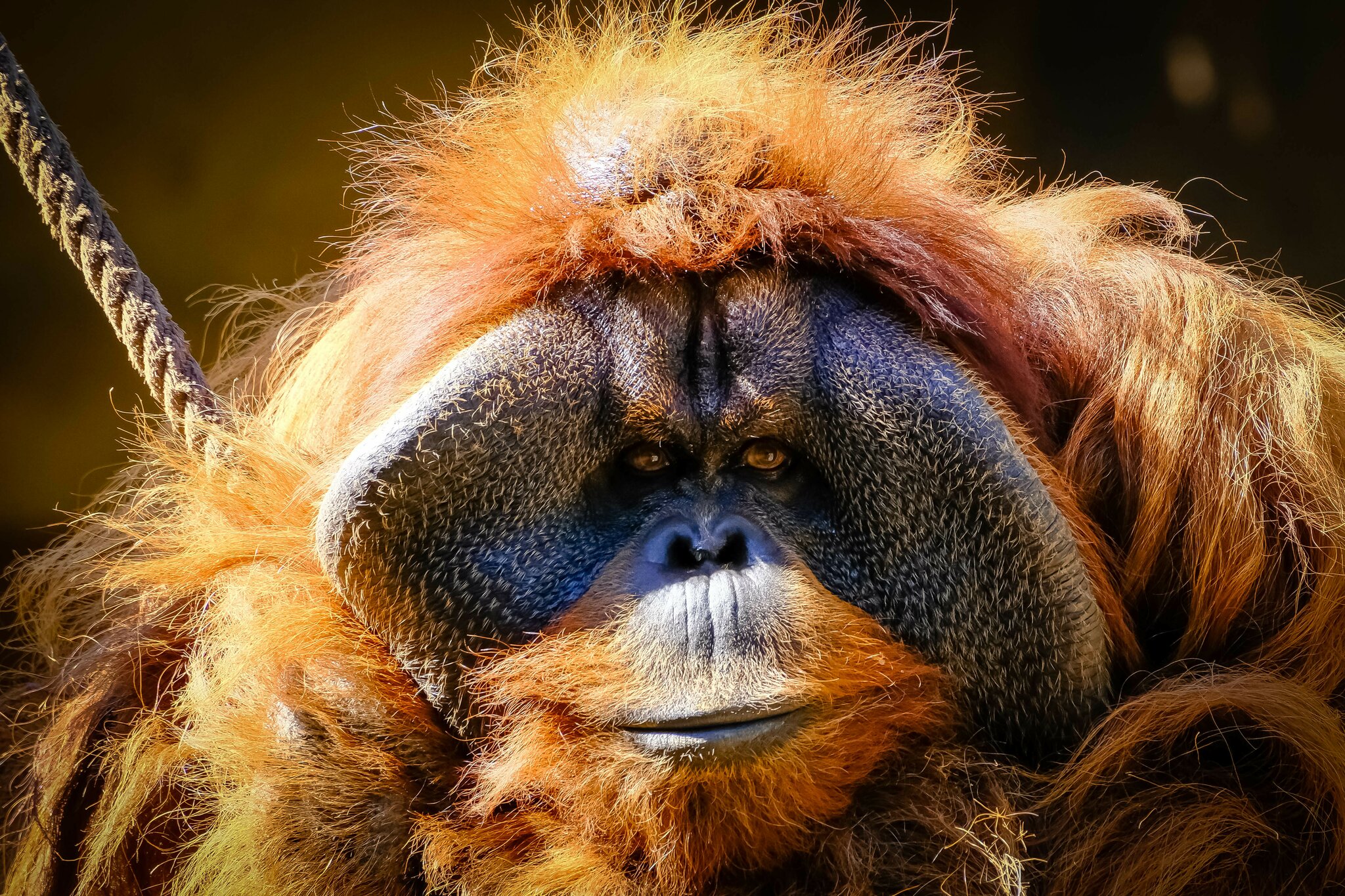 Stammbaum der Menschenaffen