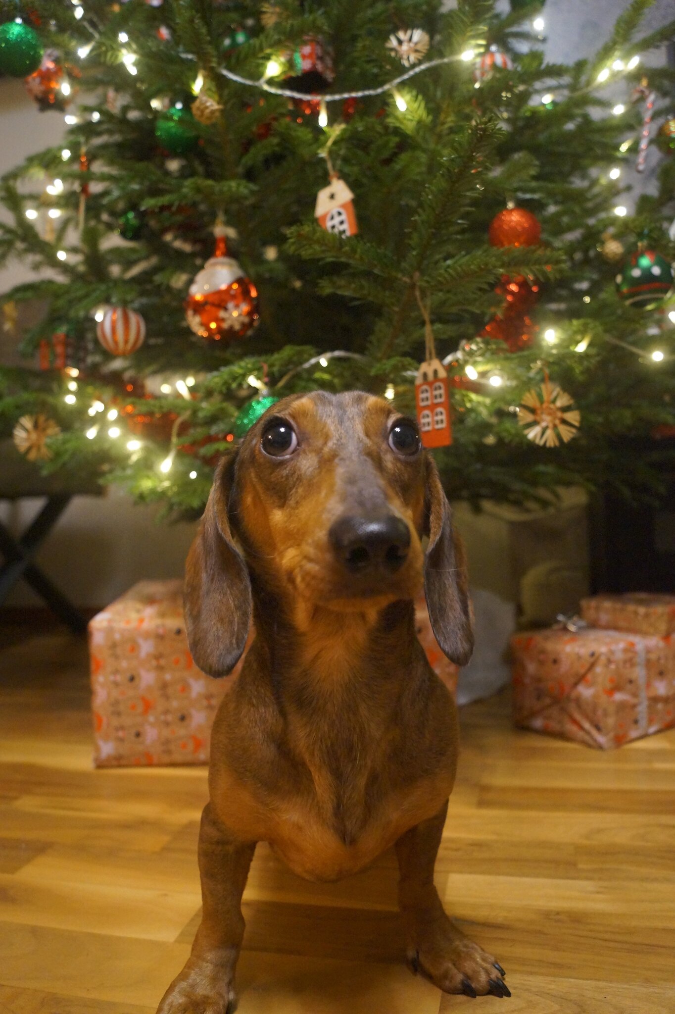 Dackel Tom's erste Weihnachten