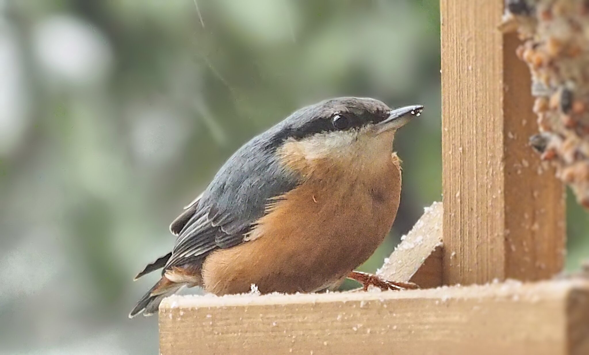 Der Kleiber, auch Spechtmeise genannt