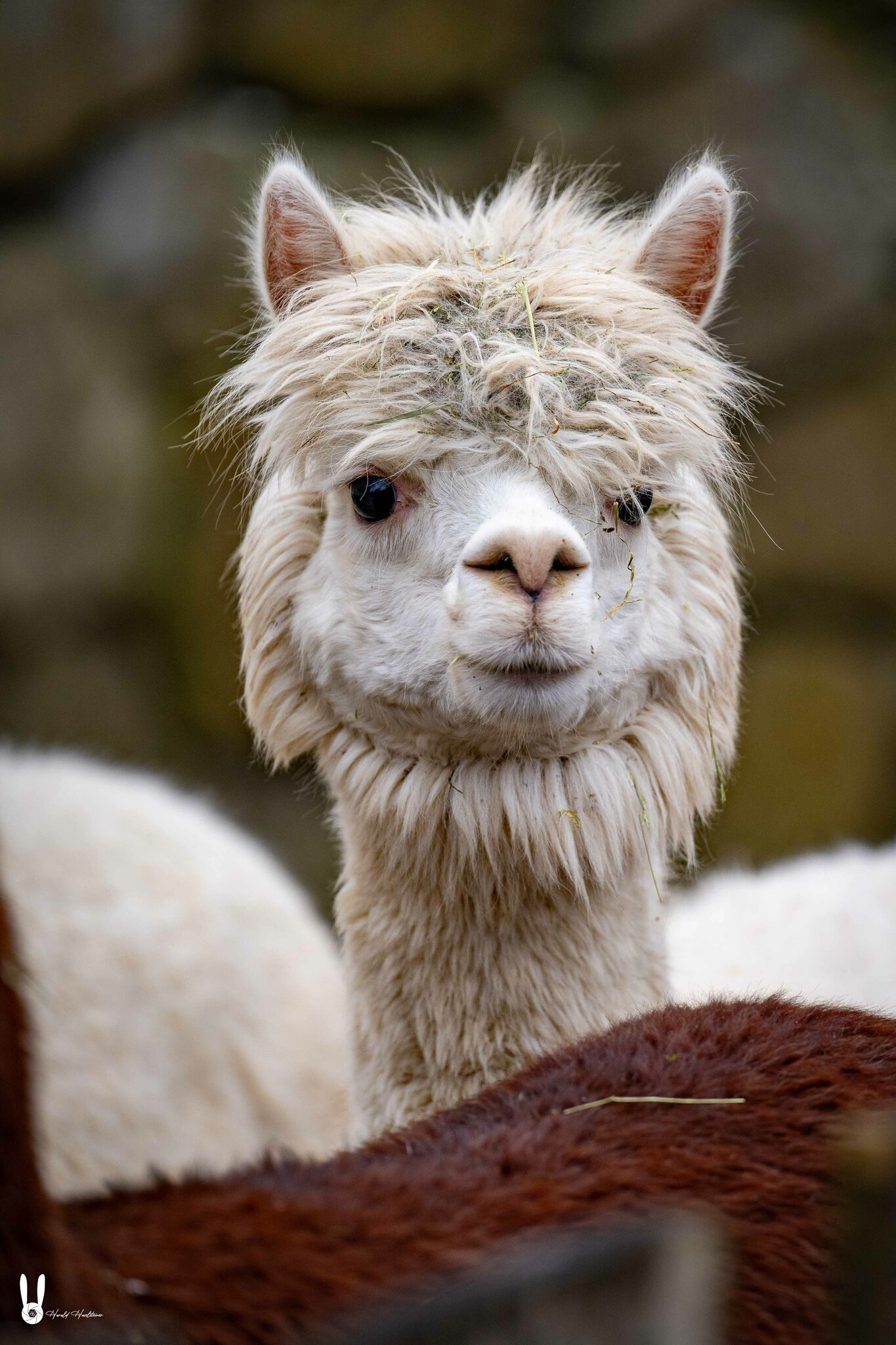 Apaka im Tierpark Haag