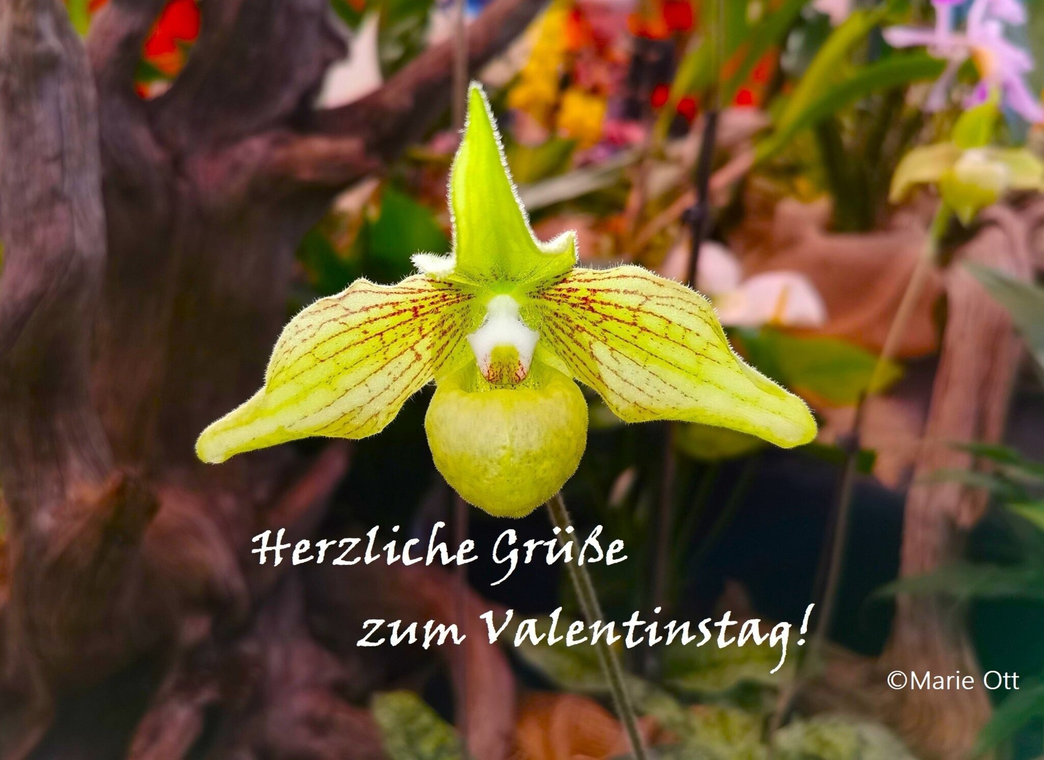 Herzliche Grüße zum Valentinstag!