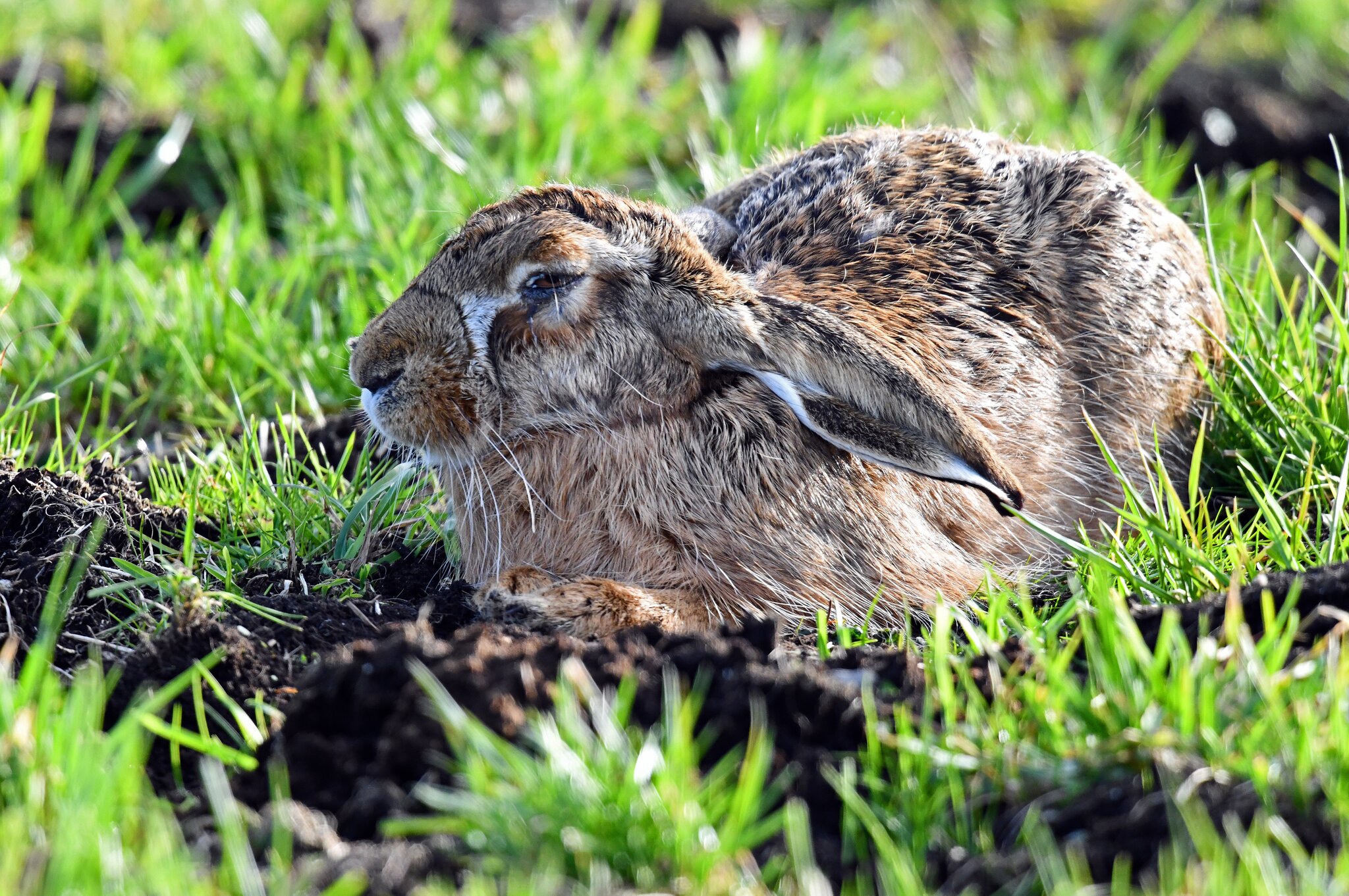 Alter Hase