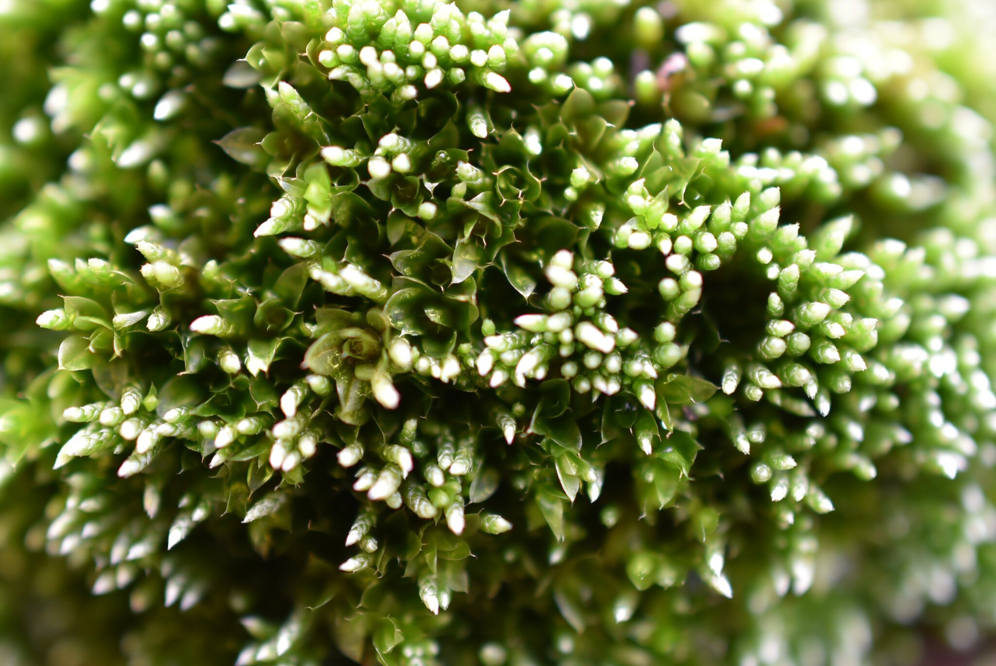 Moss Blüten es sind kleine Halbkugeln mit Makro Fotografiert