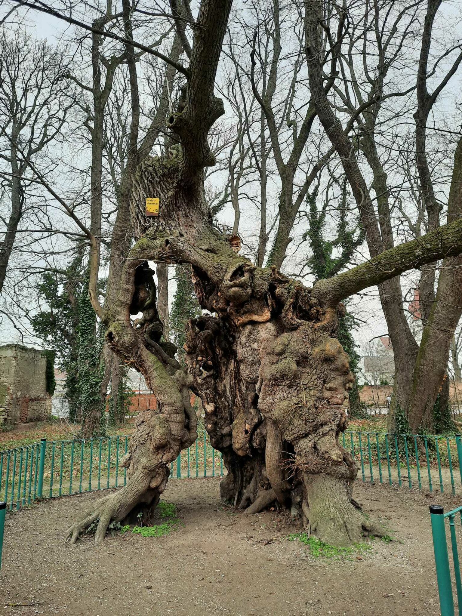 1.000 Jahre alte Linde im Schlosspark Pottenstein.