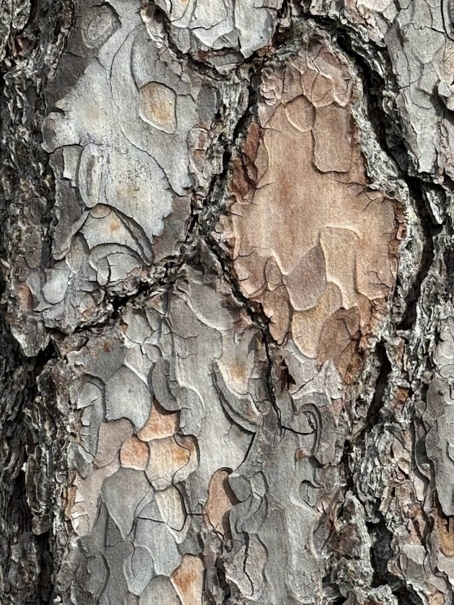 Fazinierend diese Struktur der Baumrinde!
