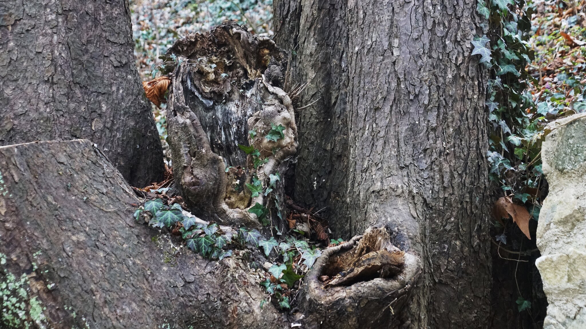 die die Natur ist was Schönes