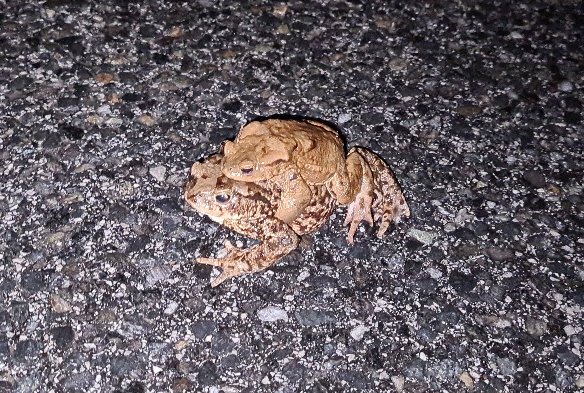 Frosch Taxi