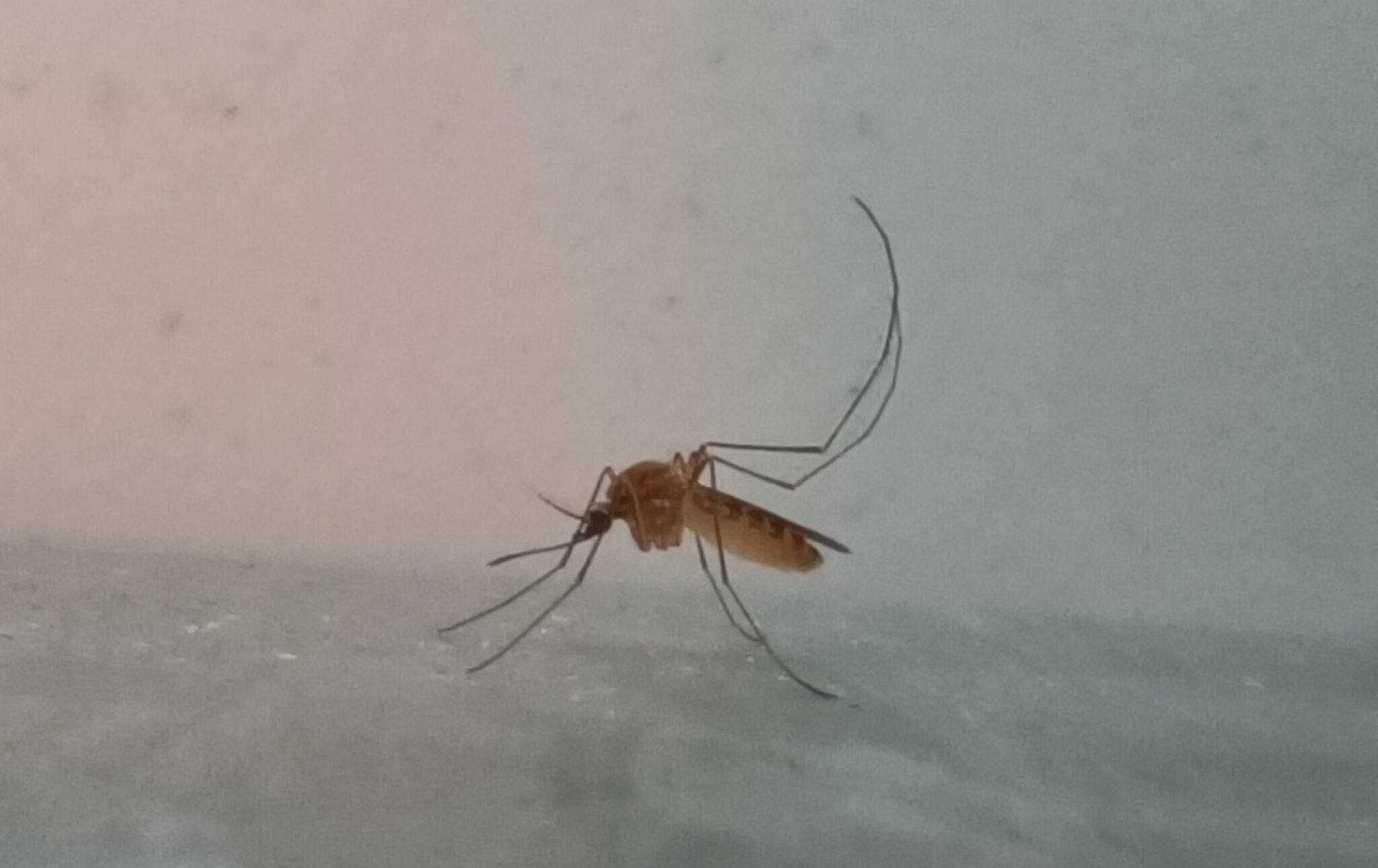 Die erste Gelse in Althofen 2024