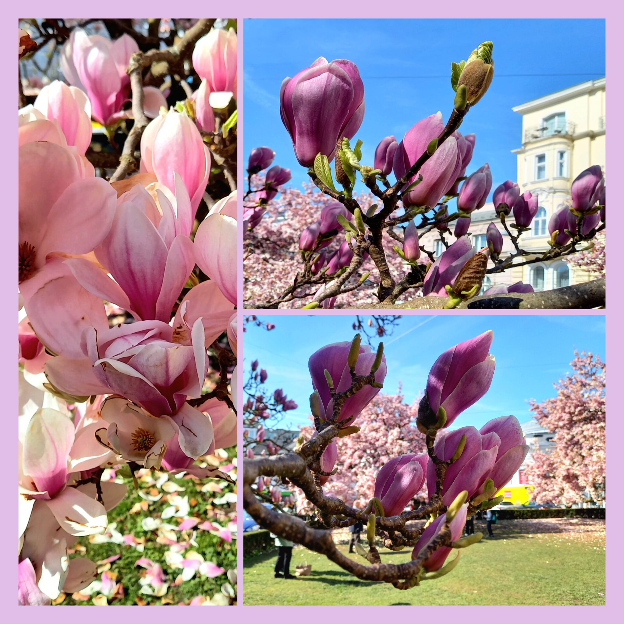 Magnolienbäume .....