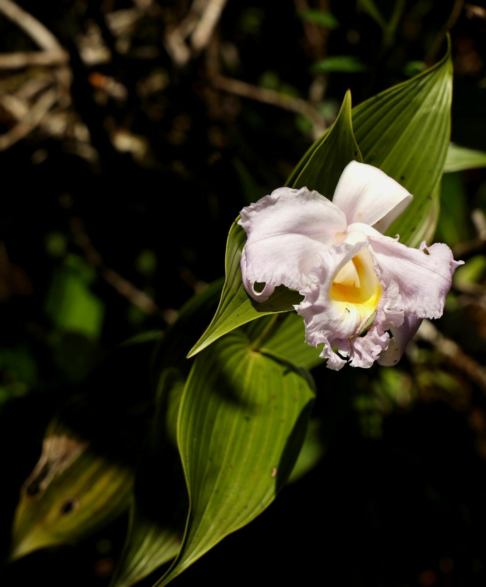 wilde Orchidee Costa Rica