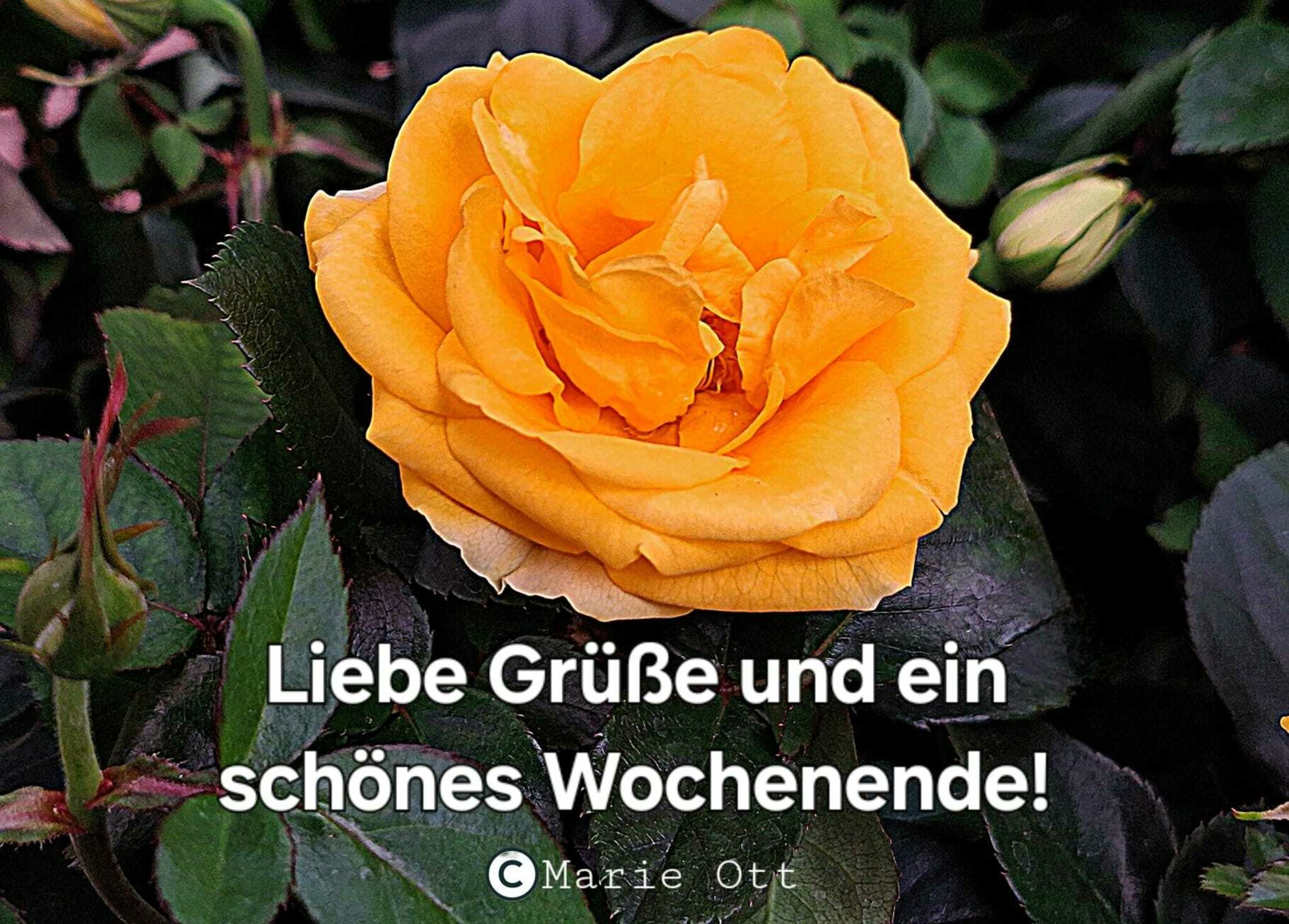 Liebe Grüße und ein schönes Wochenende!