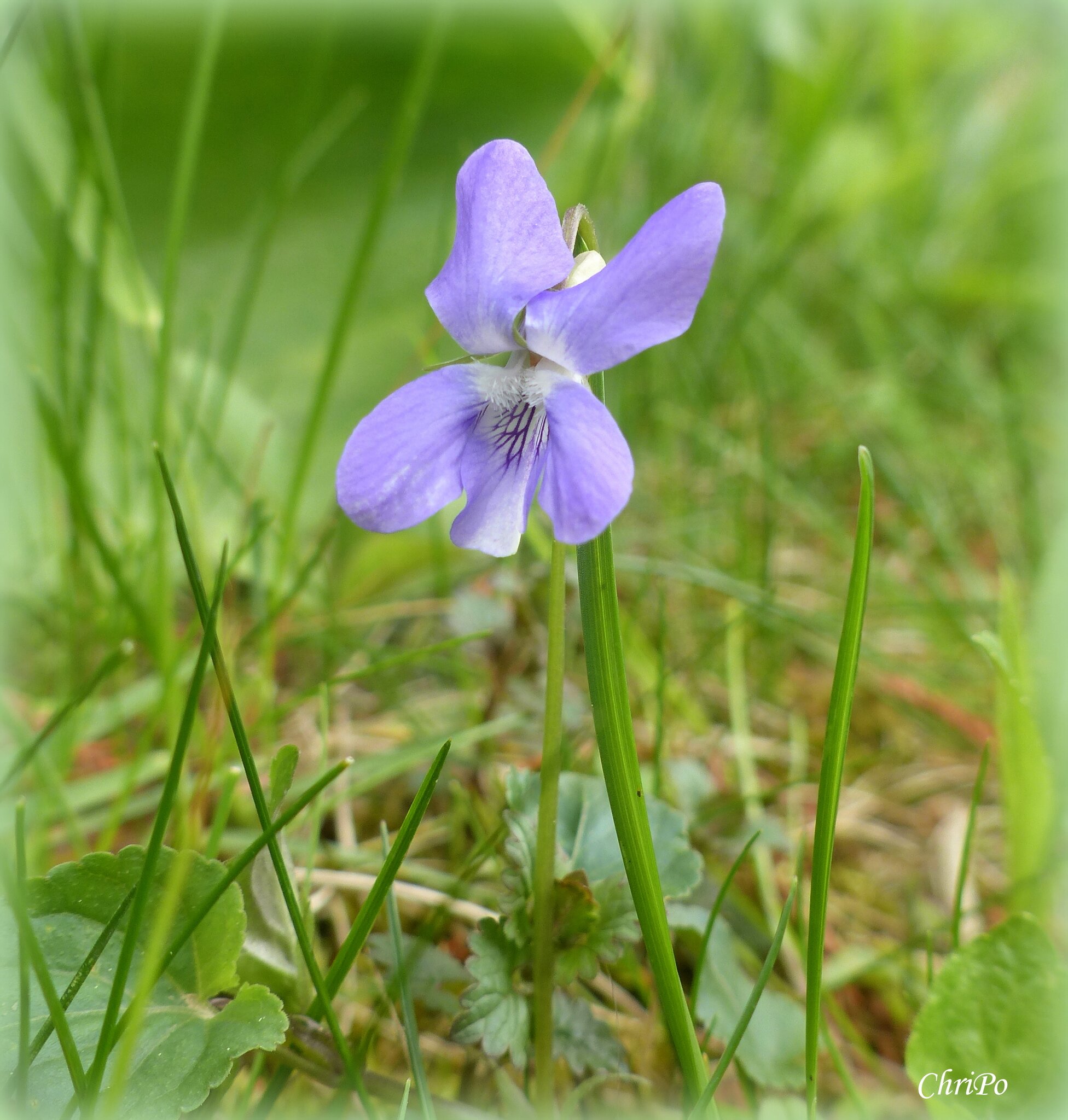 Das Veilchen - mein Gedicht