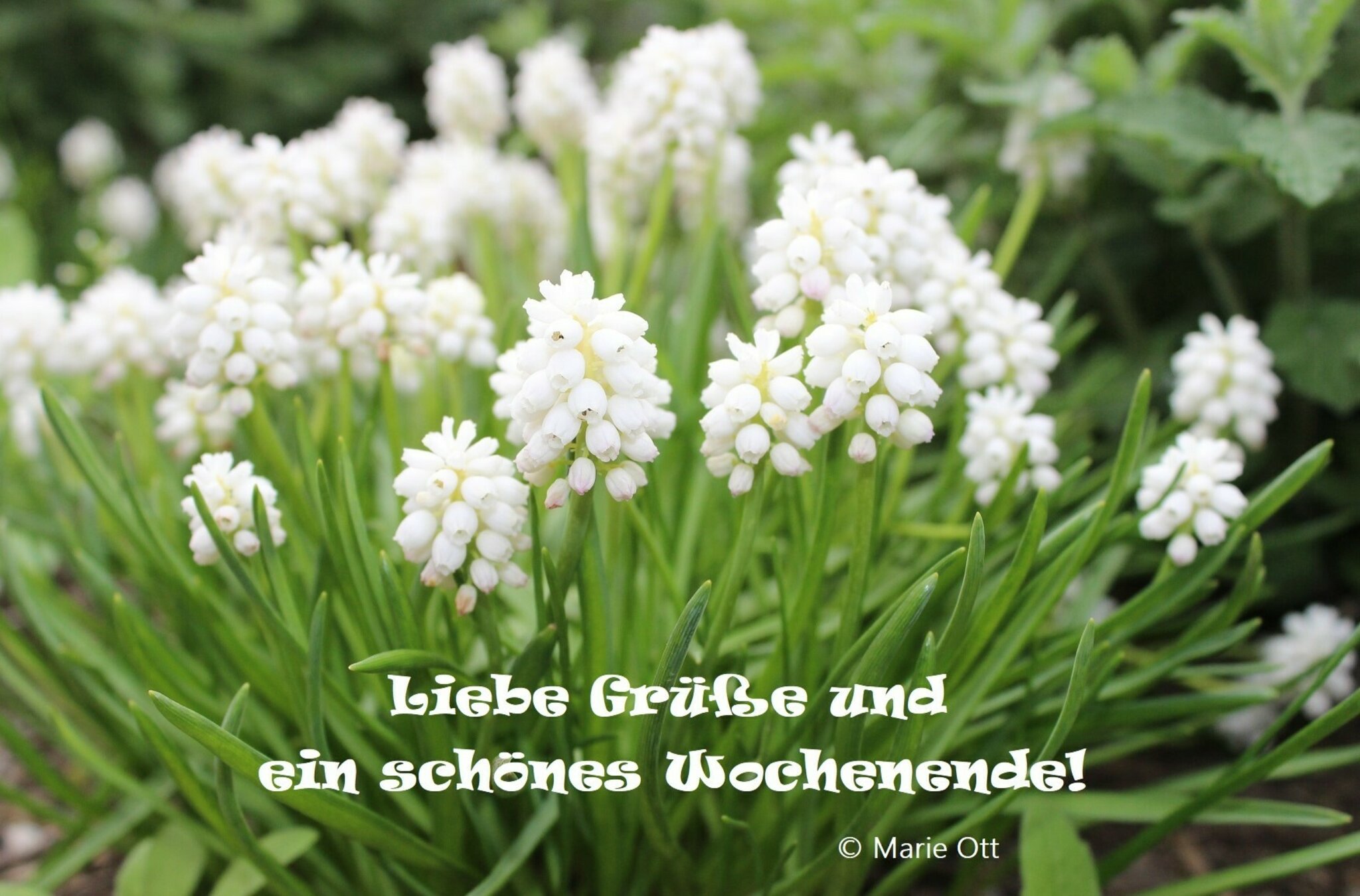 Liebe Grüße und ein schönes Wochenende!