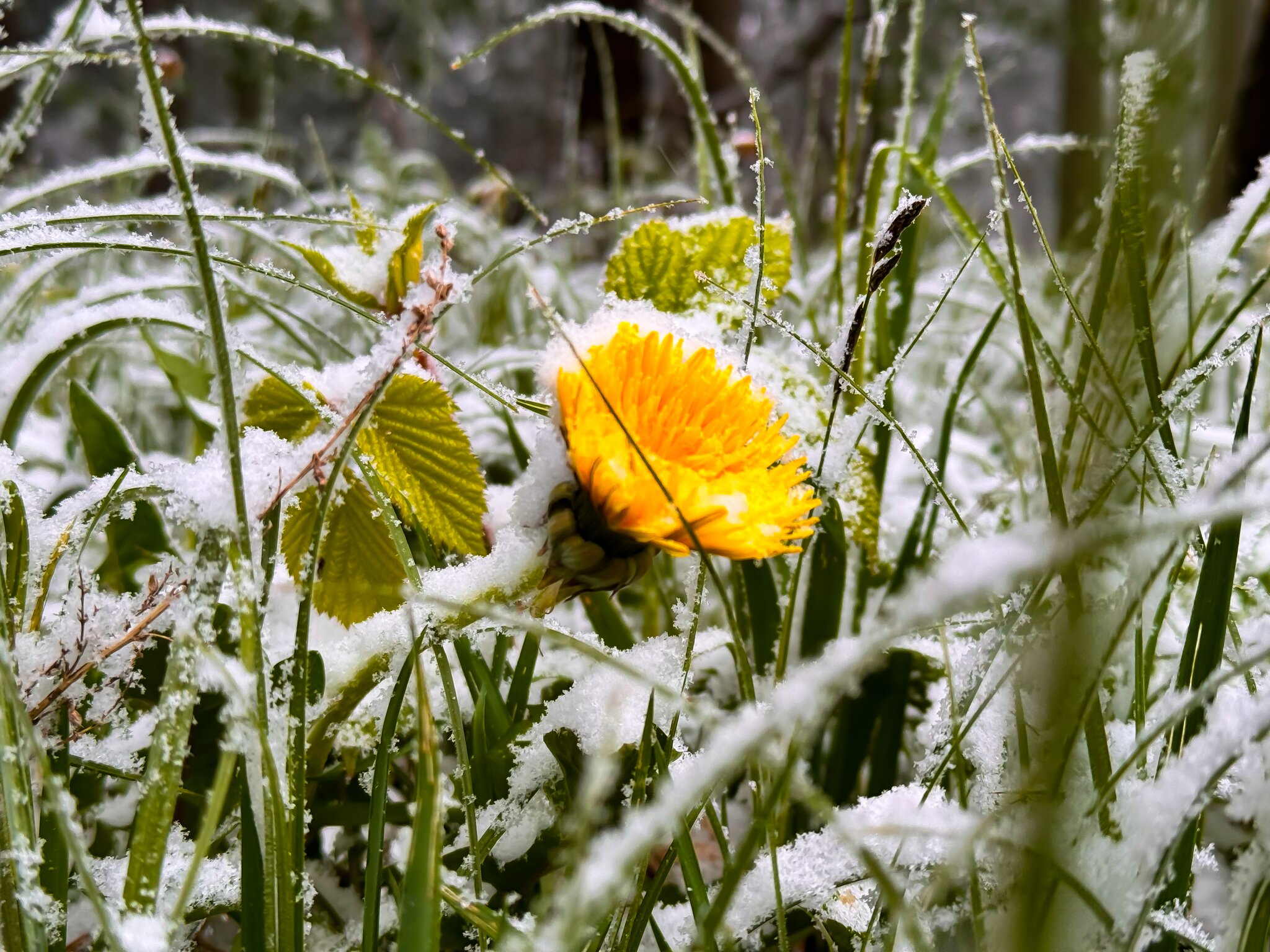 "April, April, der weiß nicht was er will"