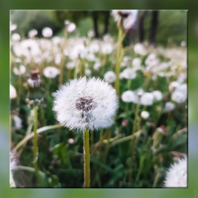 Aus dem Löwenzahn wird die Pusteblume