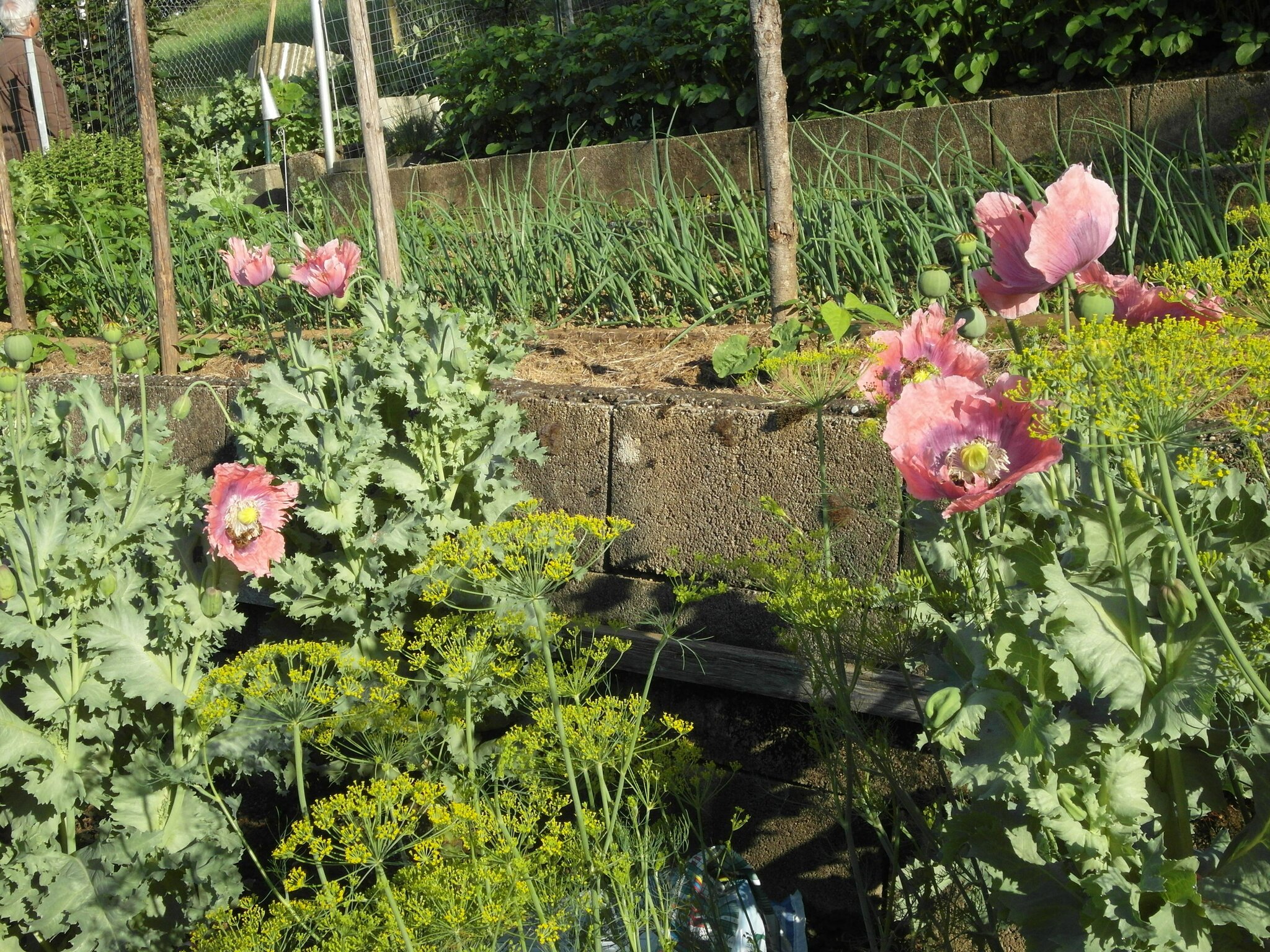 Ernte selber Mohn, einmal Angesät kommt alle Jahre wieder