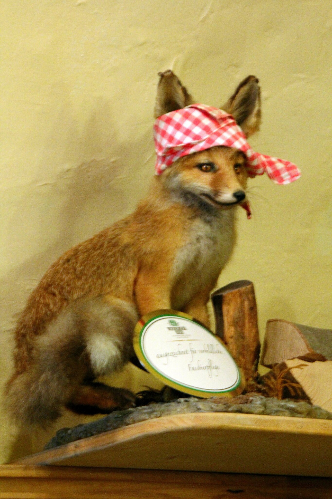 Der alte Fuchs vom "ALTER FUCHS"!