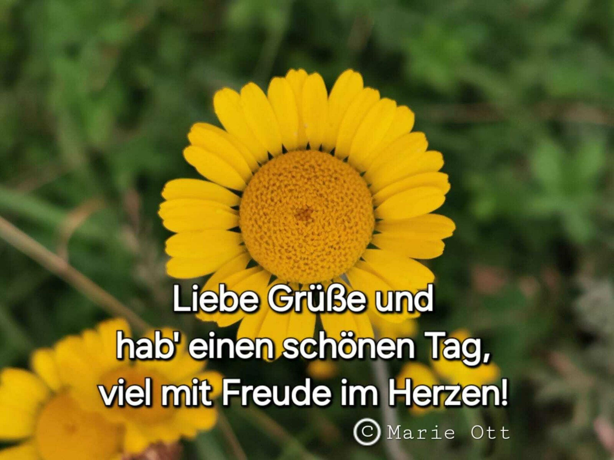 Liebe Gre Fr Einen Schnen Tag
