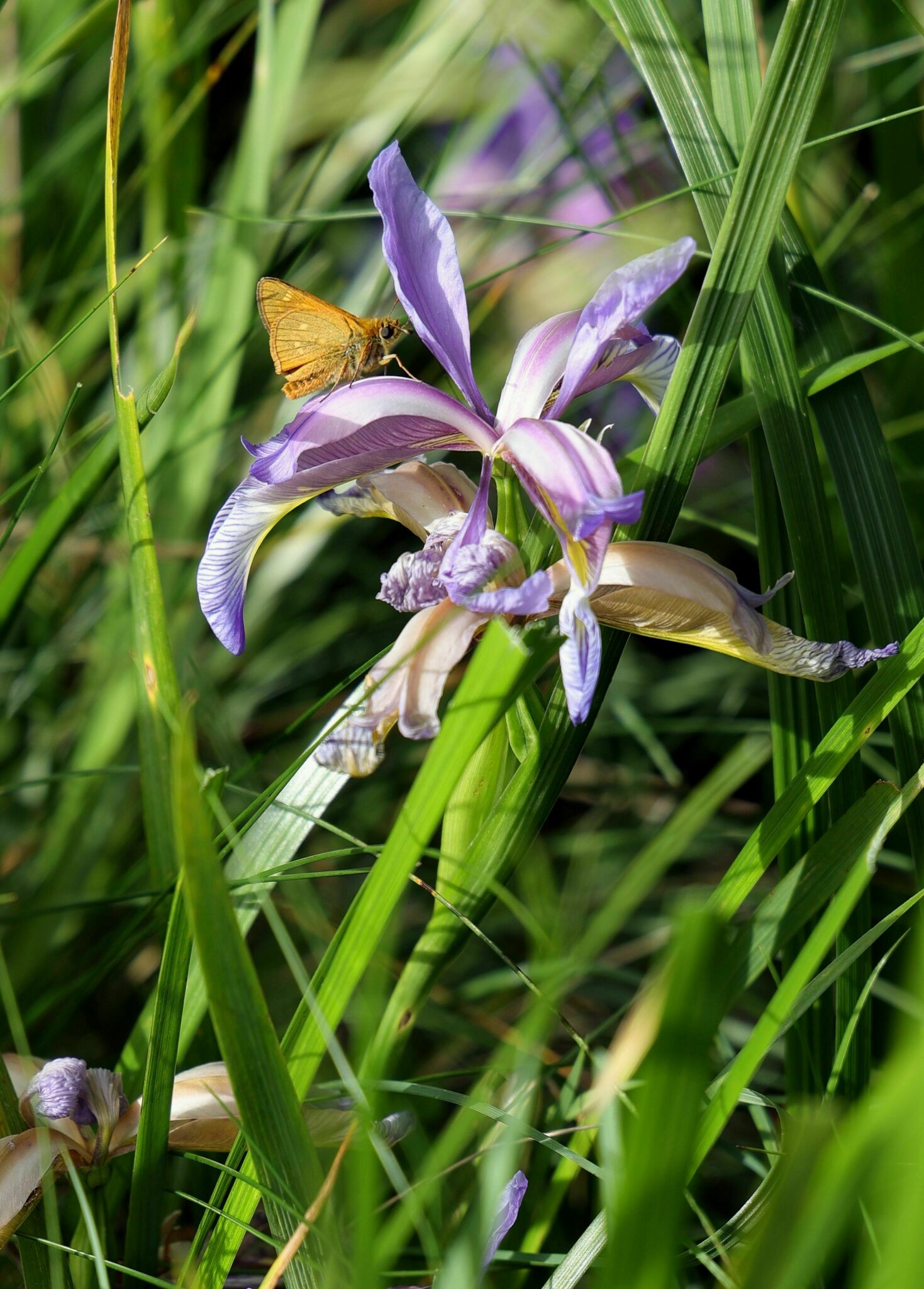 Wilde Iris mit Dickkopffalter/Am Matajur in Friaul