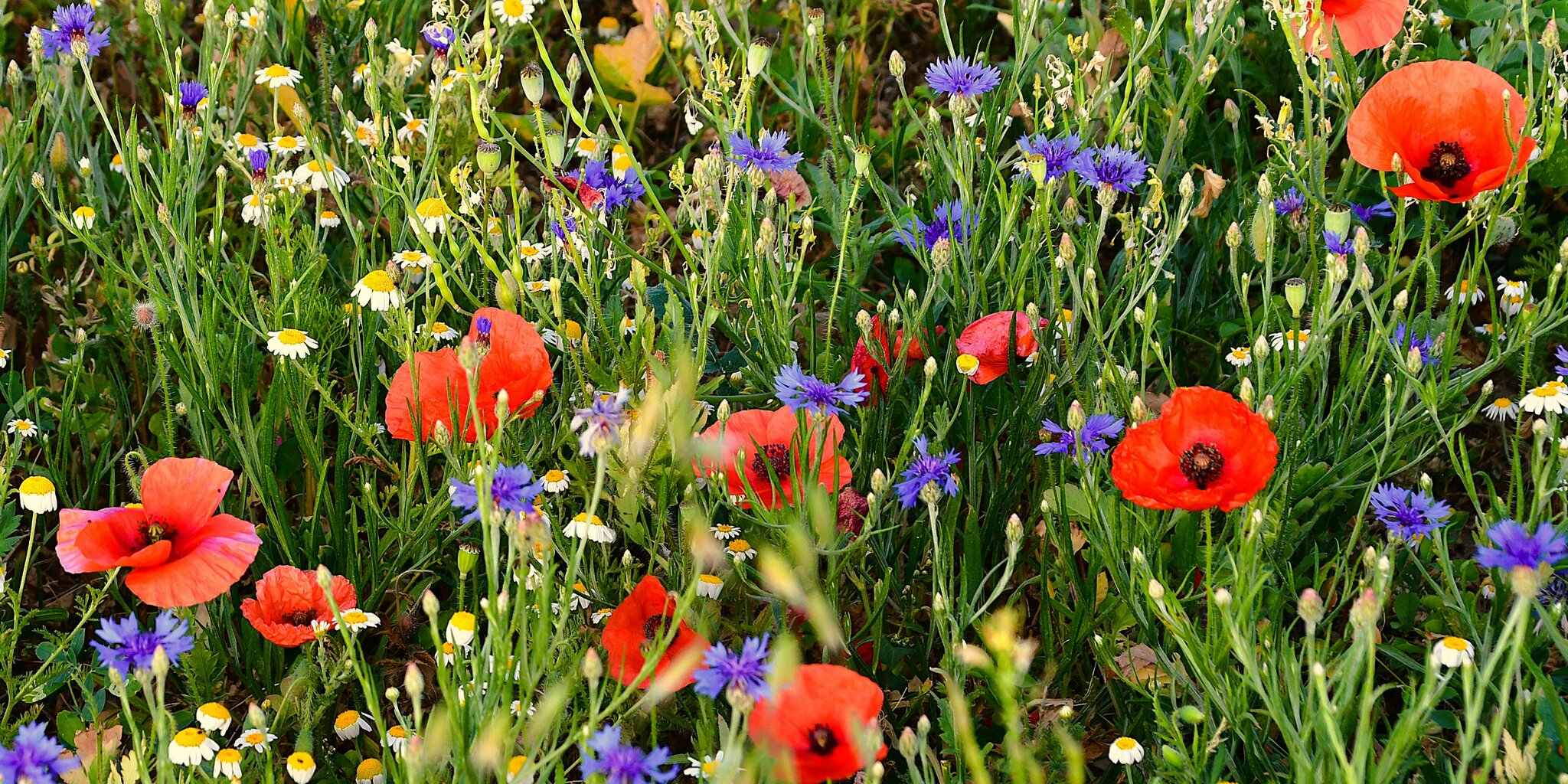 Blumen Sonntag In Der Nahe