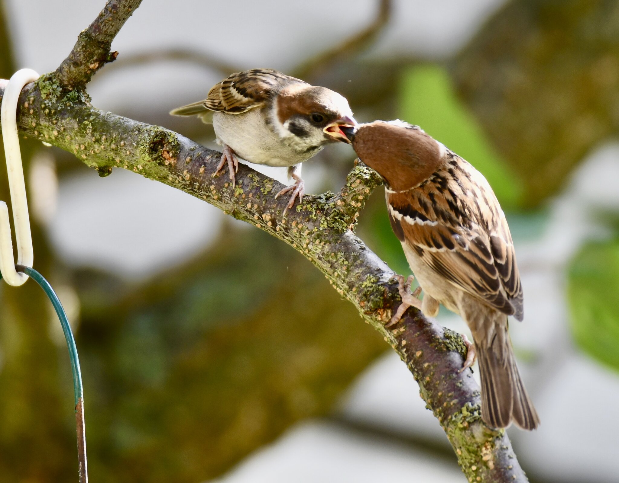 Super Schnappschuss! Mama Spatz füttert ihr Junges!