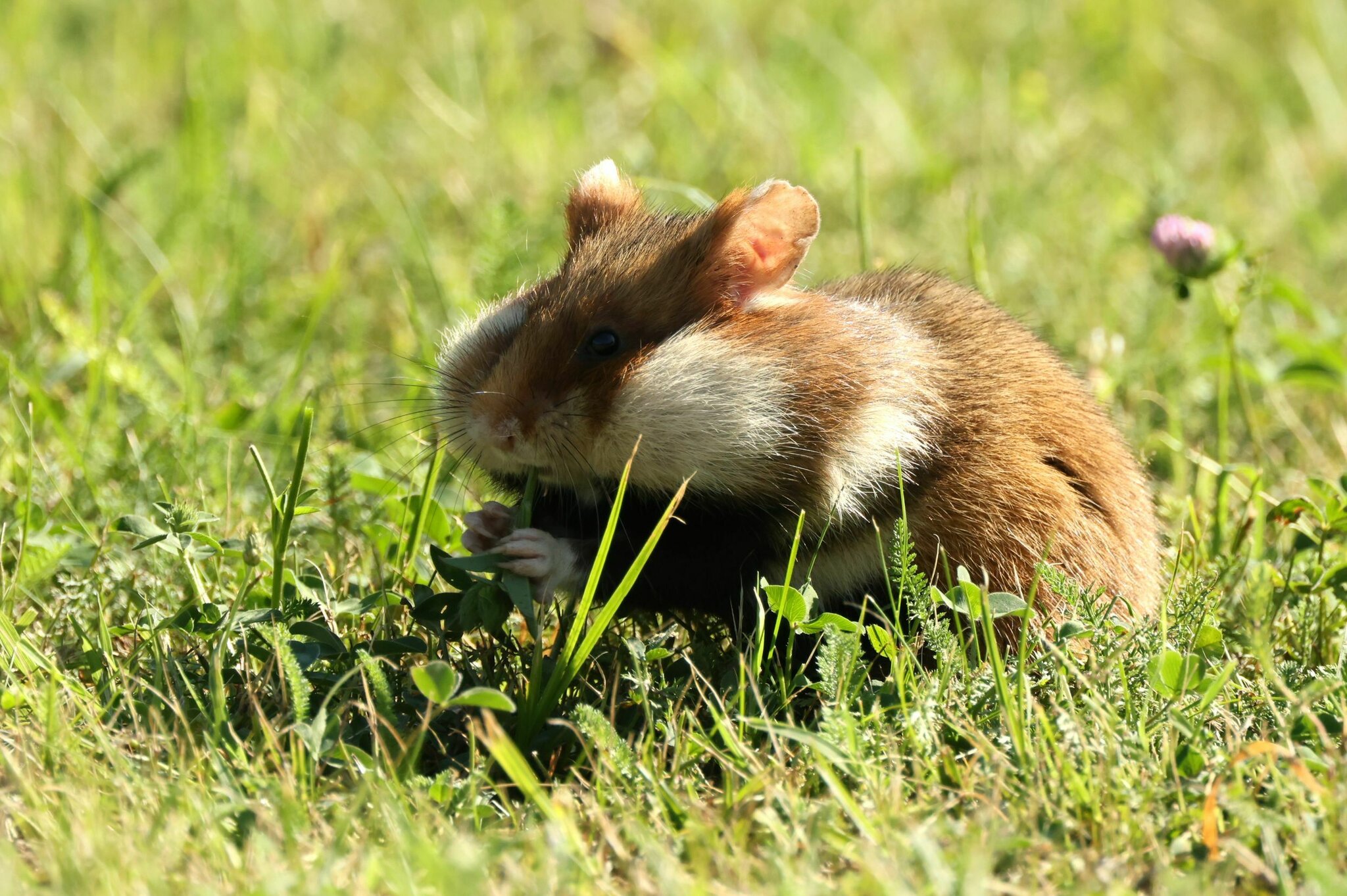 Mit gut gefüllten Hamsterbacken