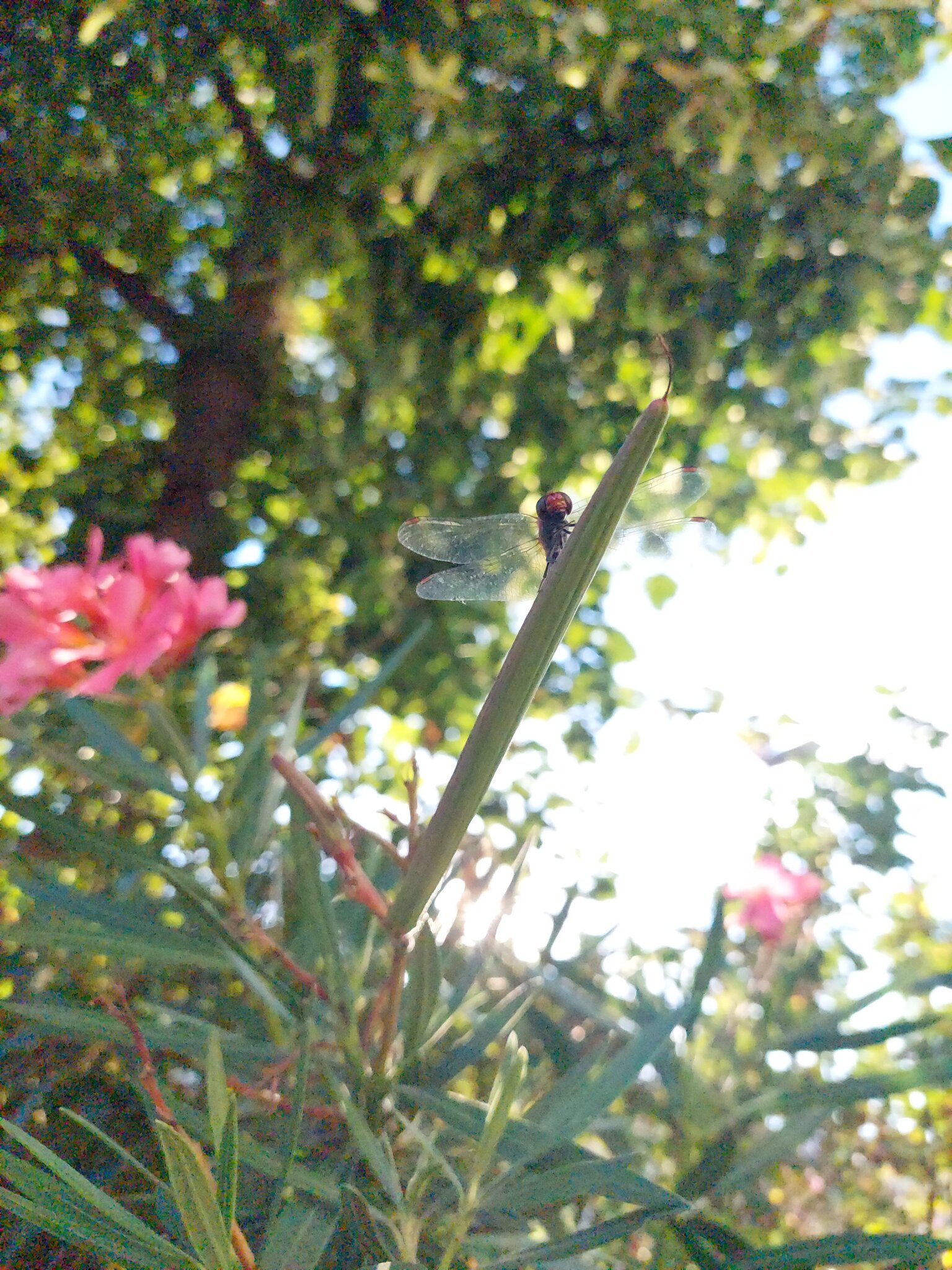 Die Libelle steht für Glück