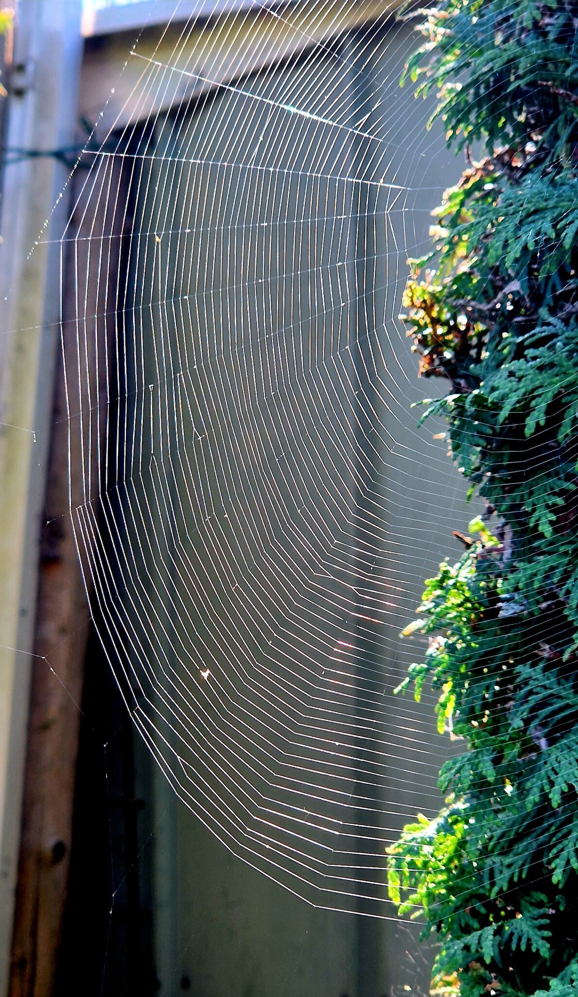 Spinnweben Netz