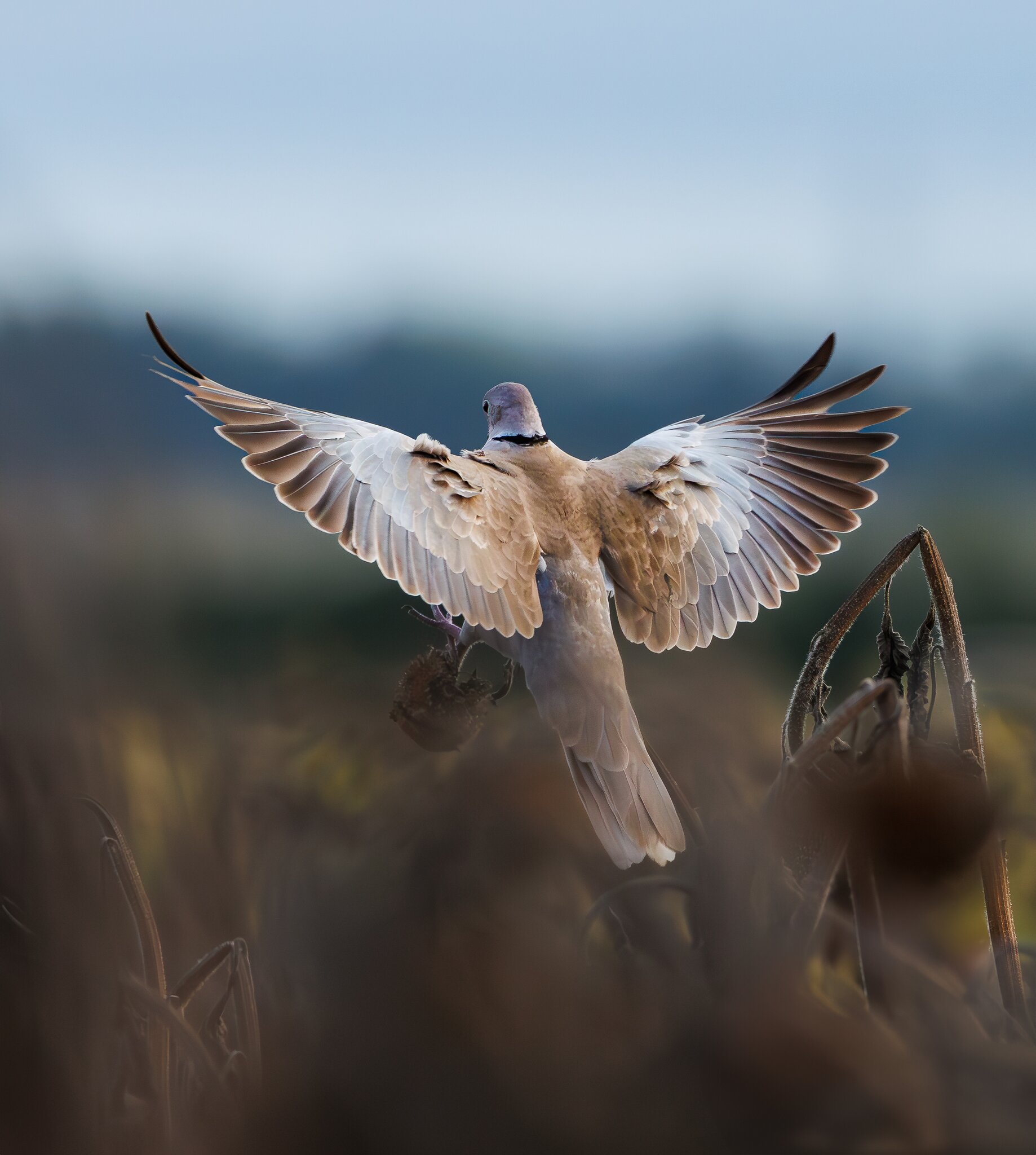 Ein schöner Rücken kann auch entzücken..