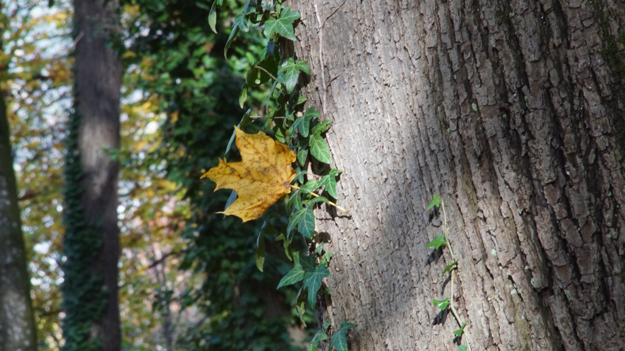 die Natur ist was Schönes