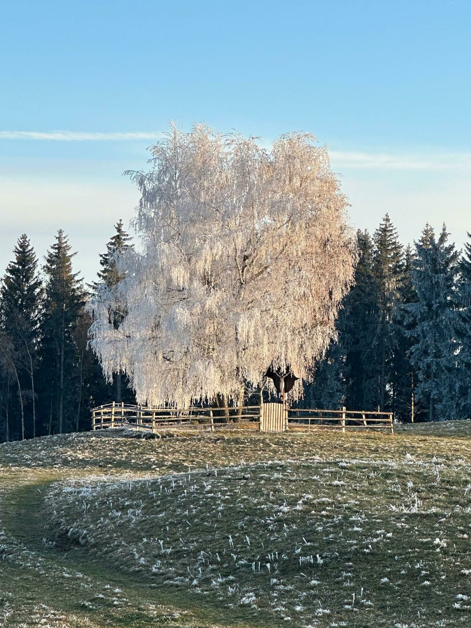 Wie Eywa von Avatar, einfach herrlich...